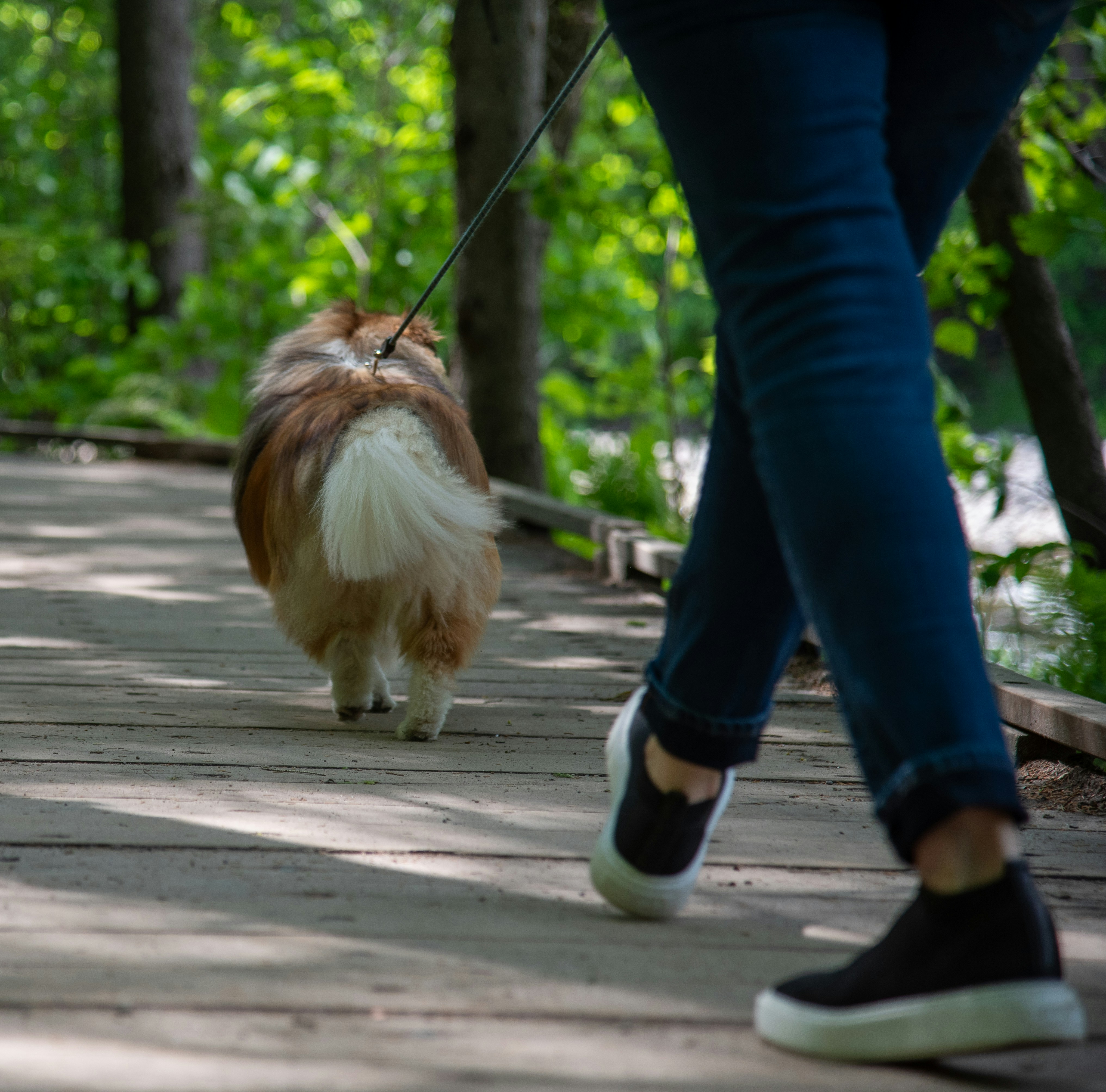 A person walking a small dog on a leash photo – Free Qc Image on Unsplash