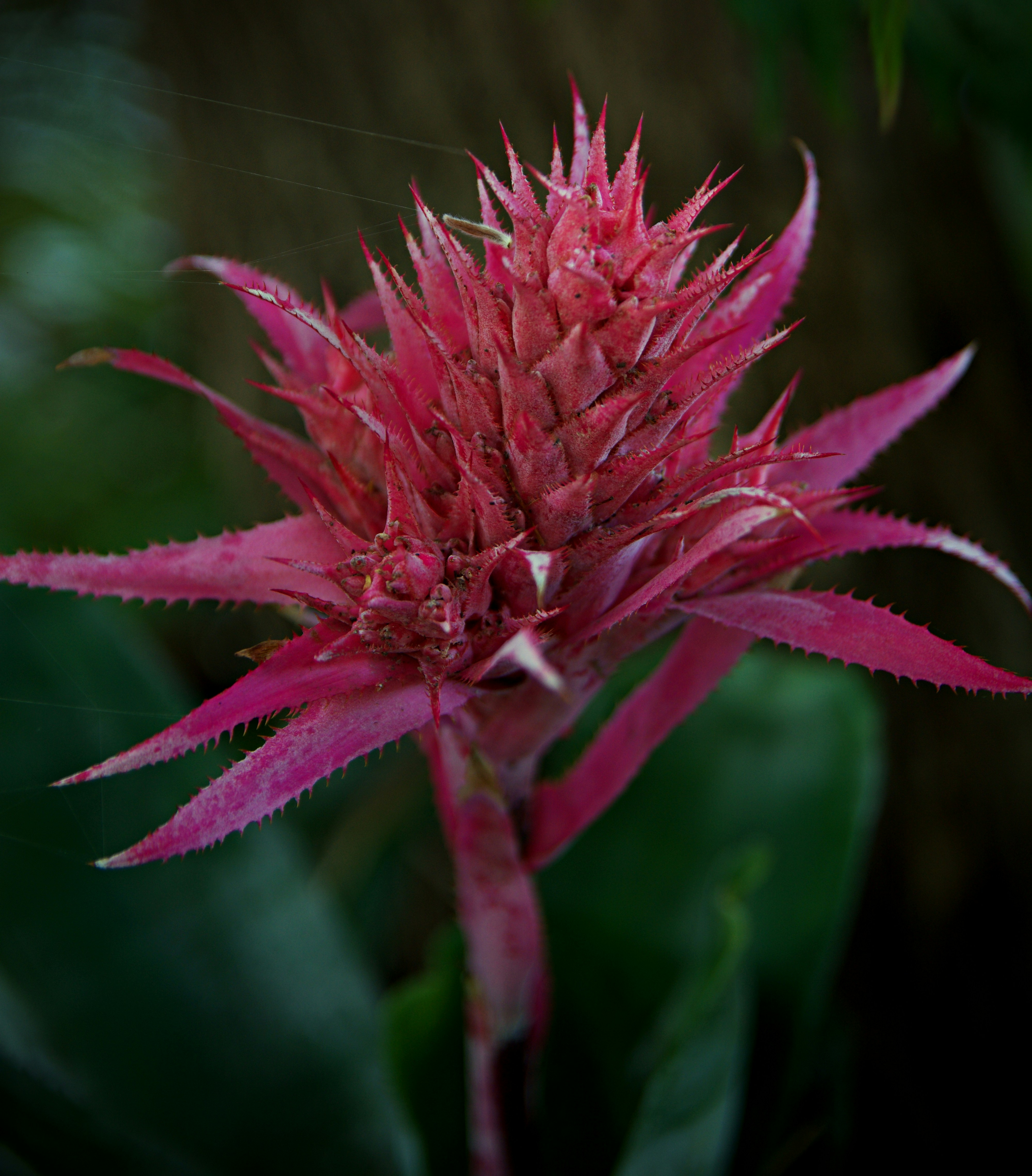 Crimson Crown: a spiky bromeliad in sharp focus against emerald blur