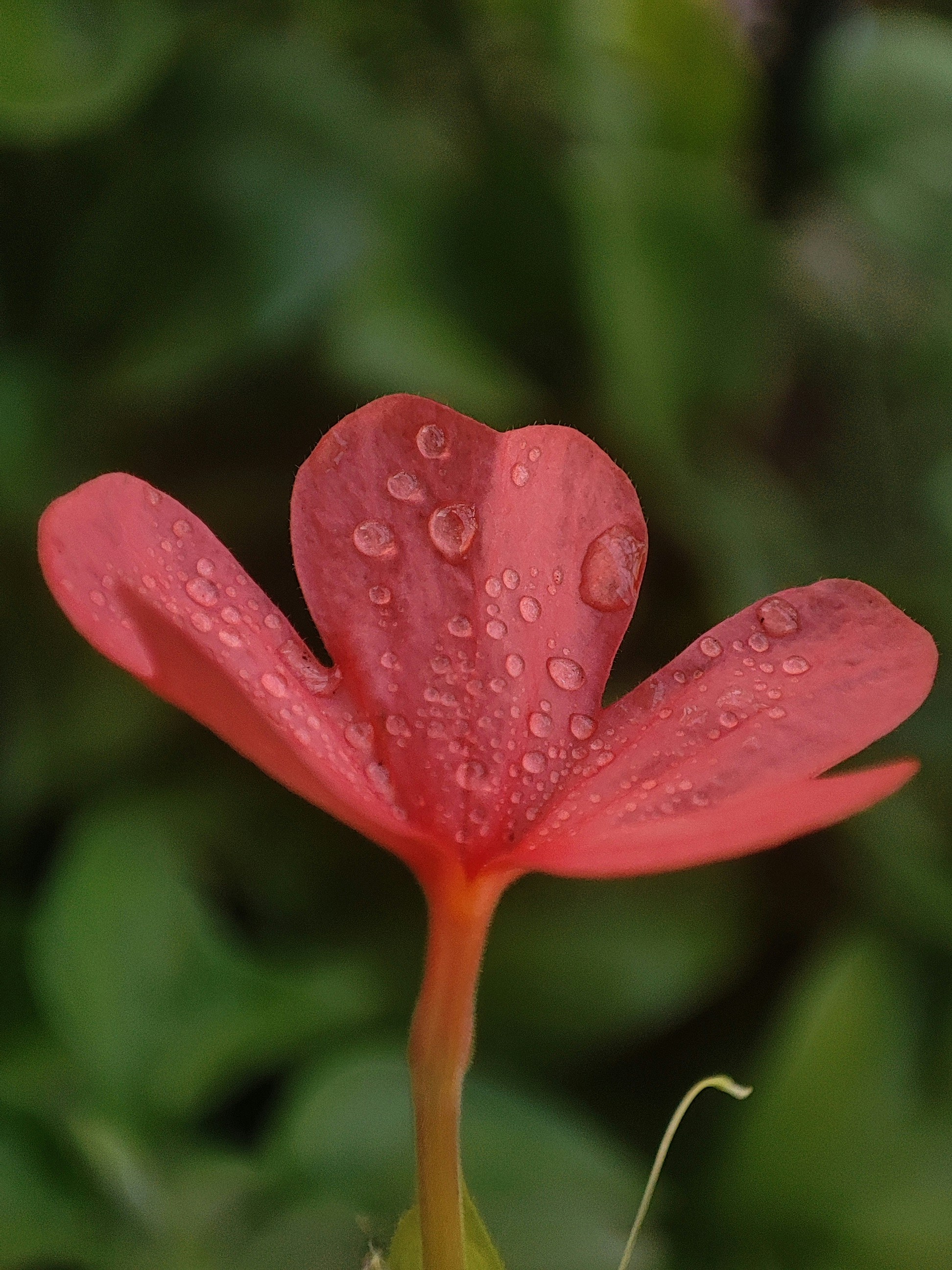 Macro close-up of a coral-red flower with water droplets against a soft green background.