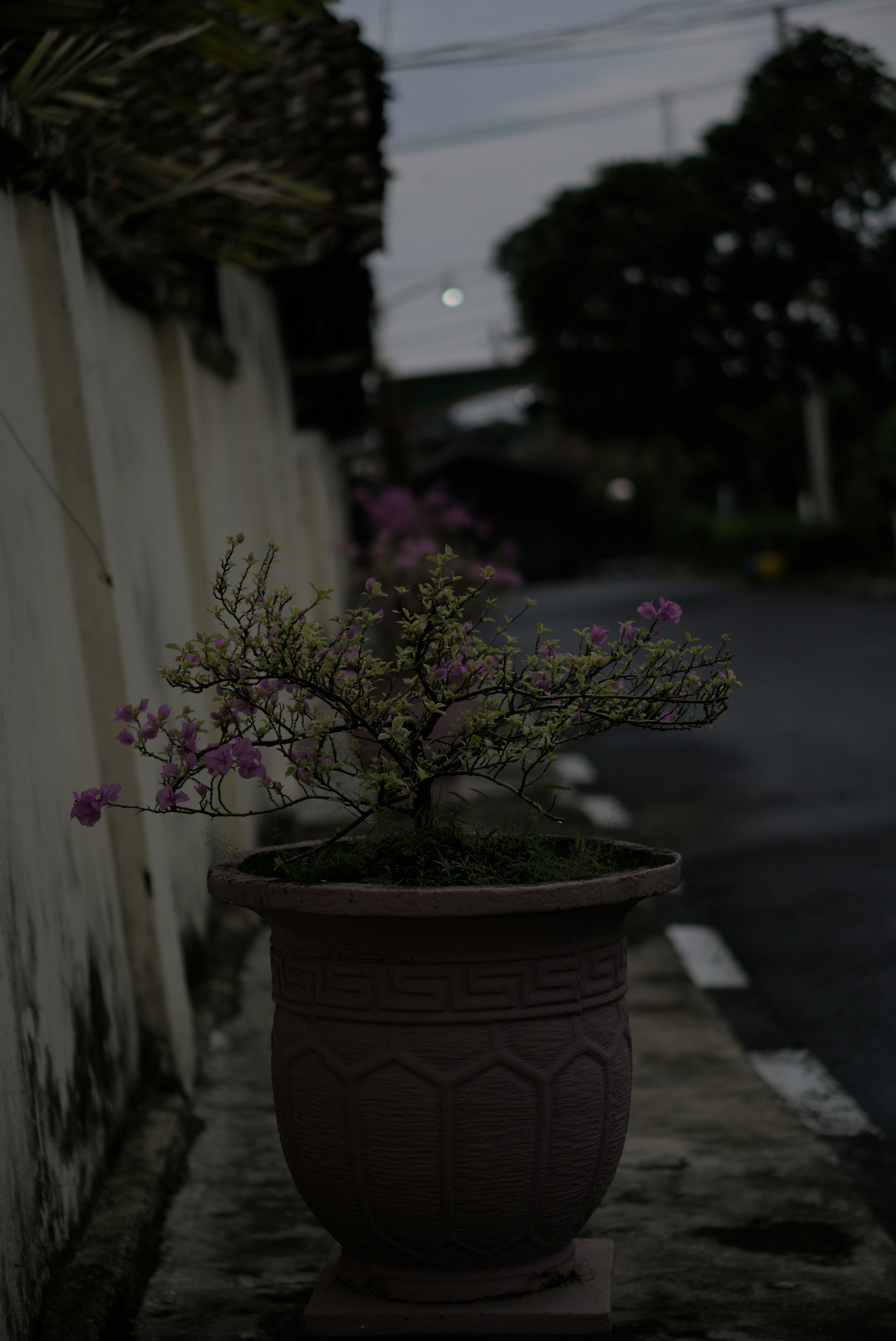 Photo by Shafy Irfanto with Sony Alpha 6300