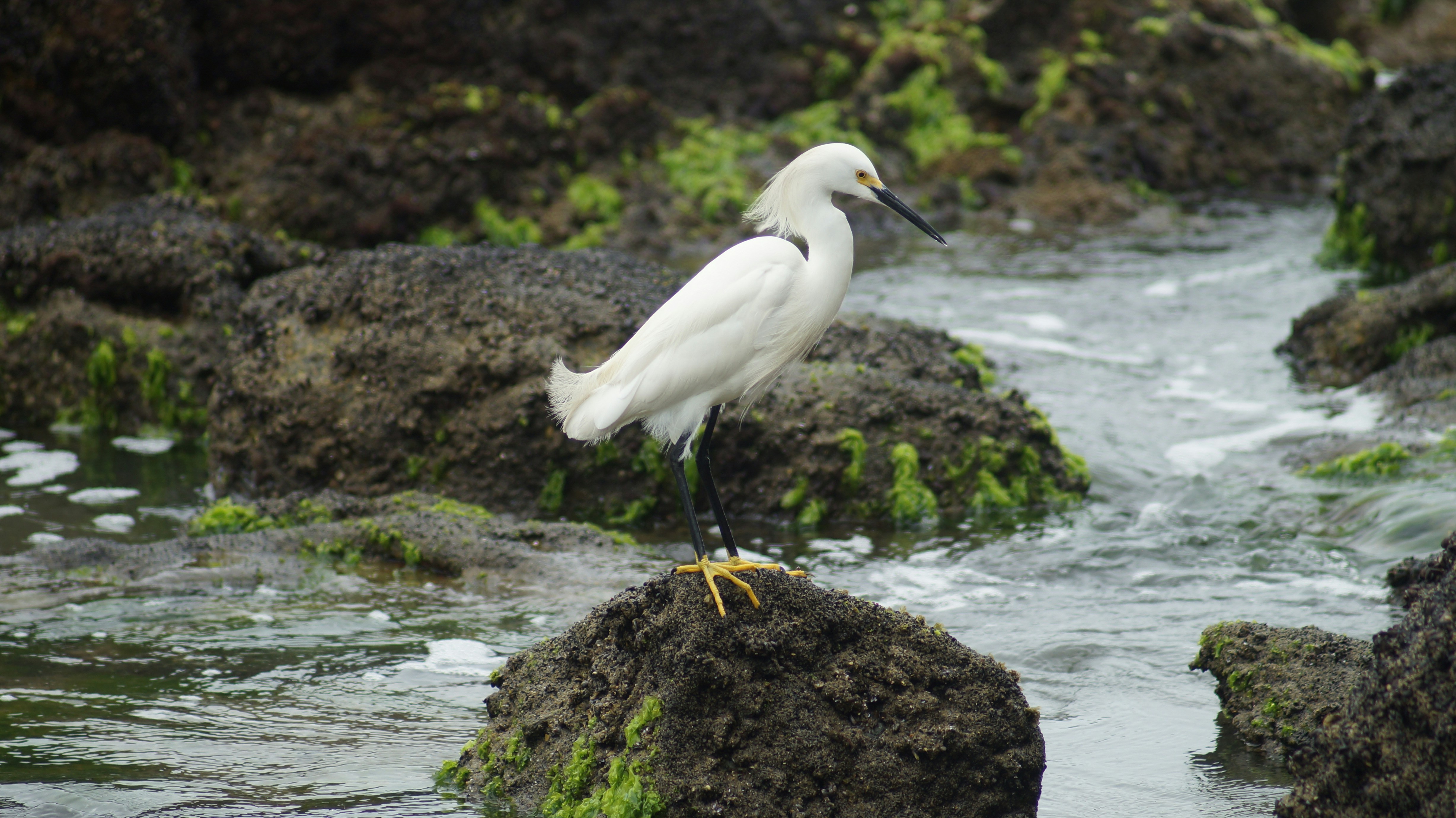 Solitary Sentinel by the Shore