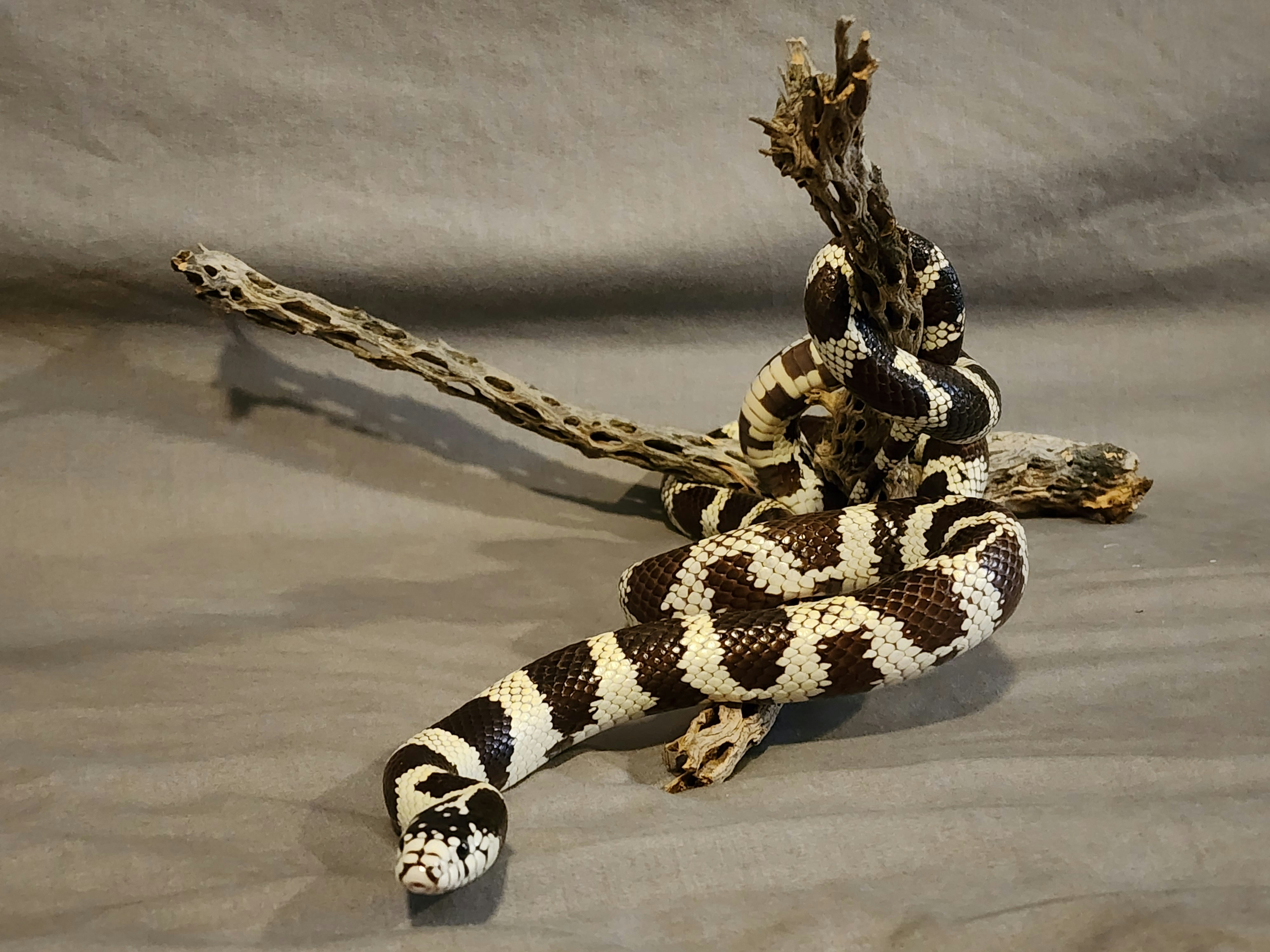 Banded Snake Coiled Around Weathered Branch