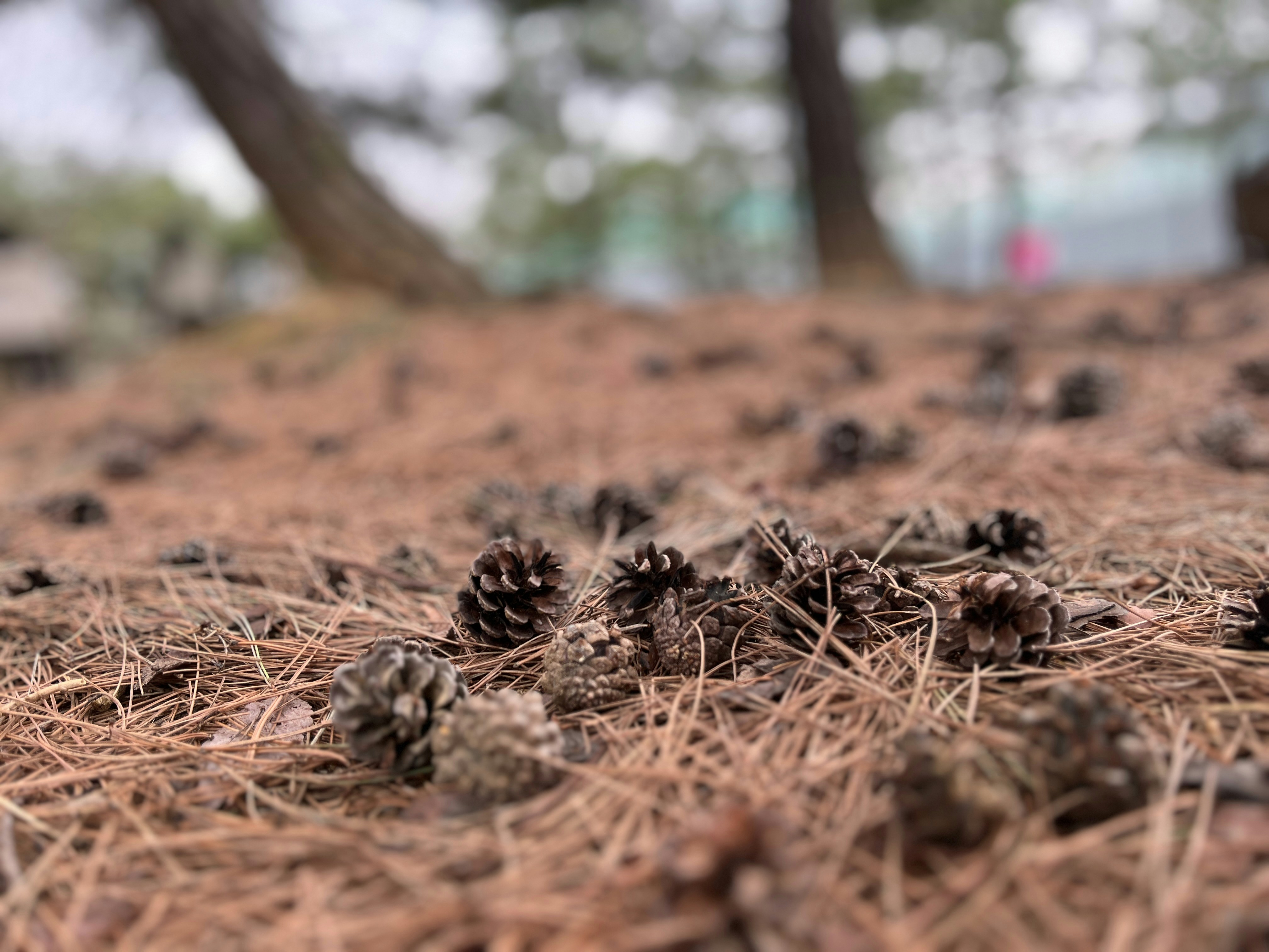 Pinecone Mosaic on a Pine-Needle Carpet Beneath a Quiet Canopy