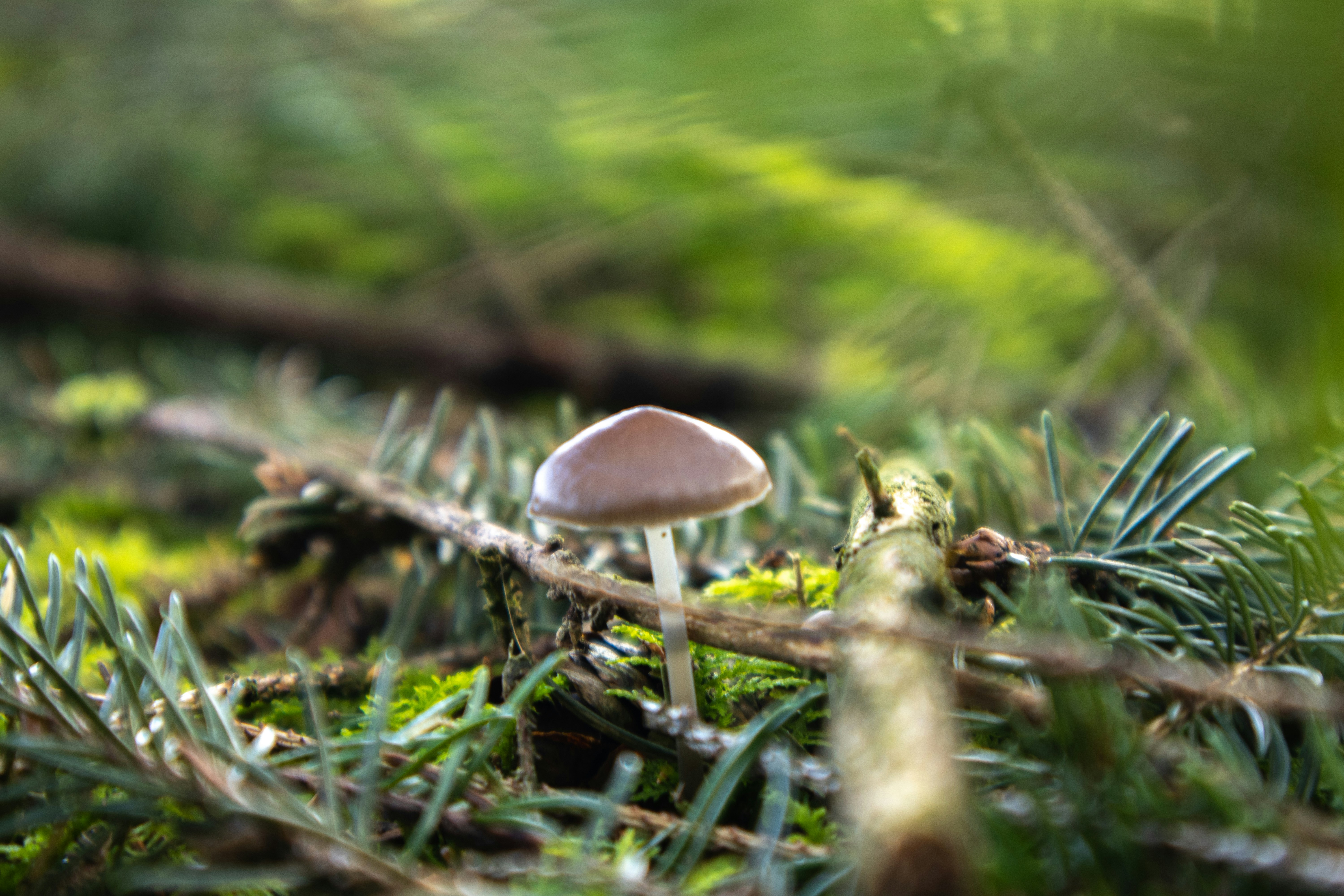 Moss-Wedged Spotlight: A Tiny Mushroom in Quiet Understory