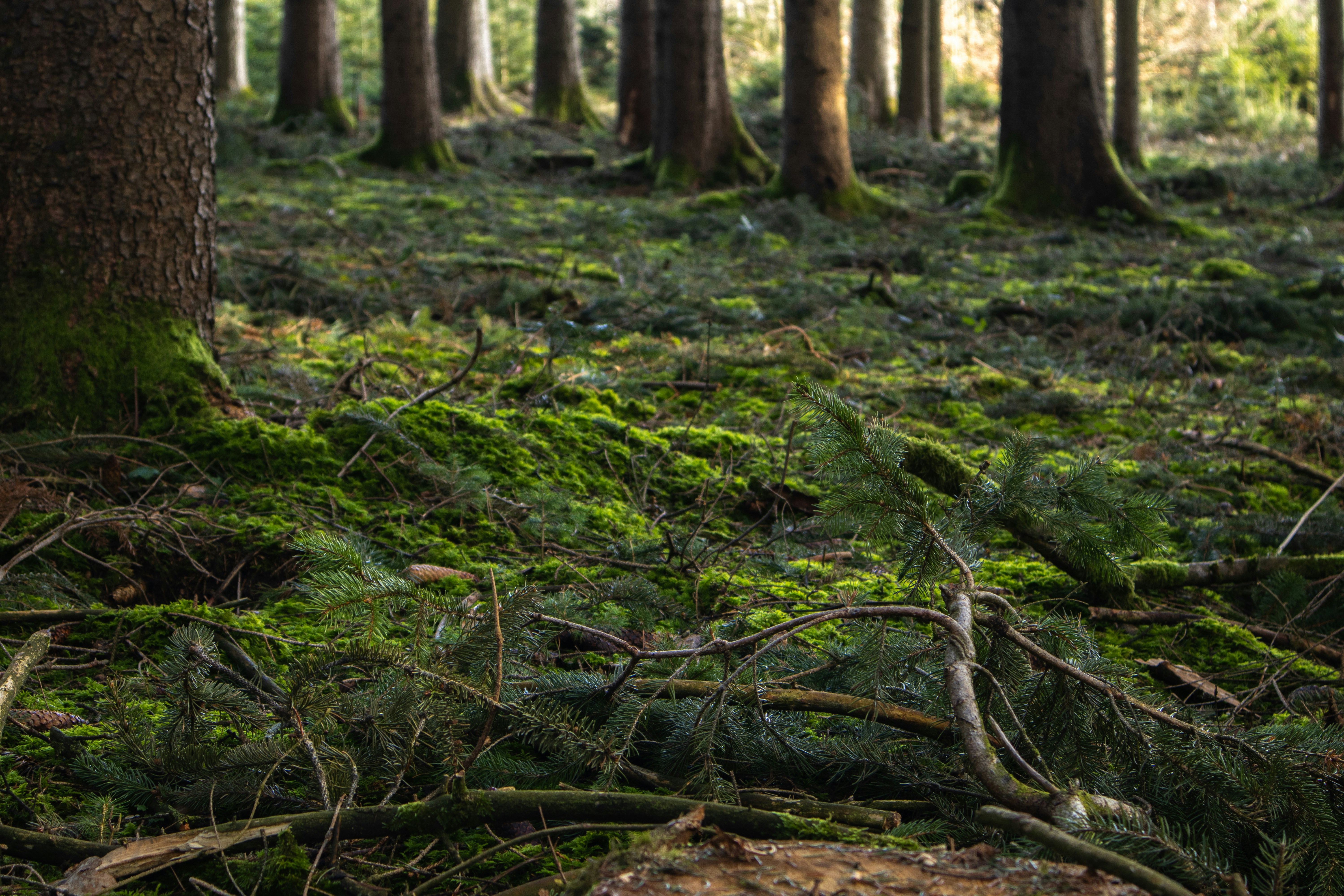 Verdant Tangle: Mossy Ground Beneath Silent Pines