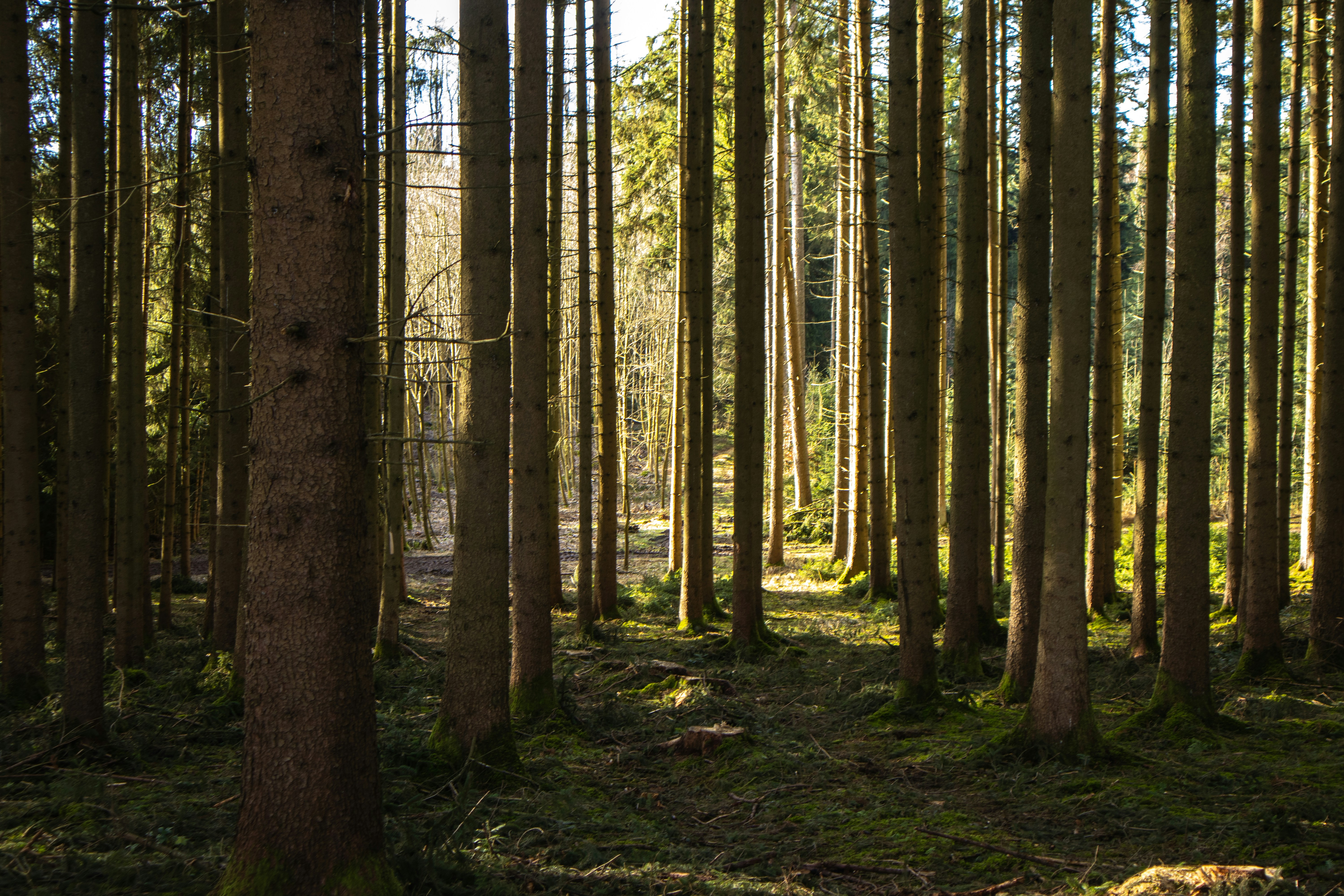 A forest filled with lots of tall trees photo – Free Forest Image on ...