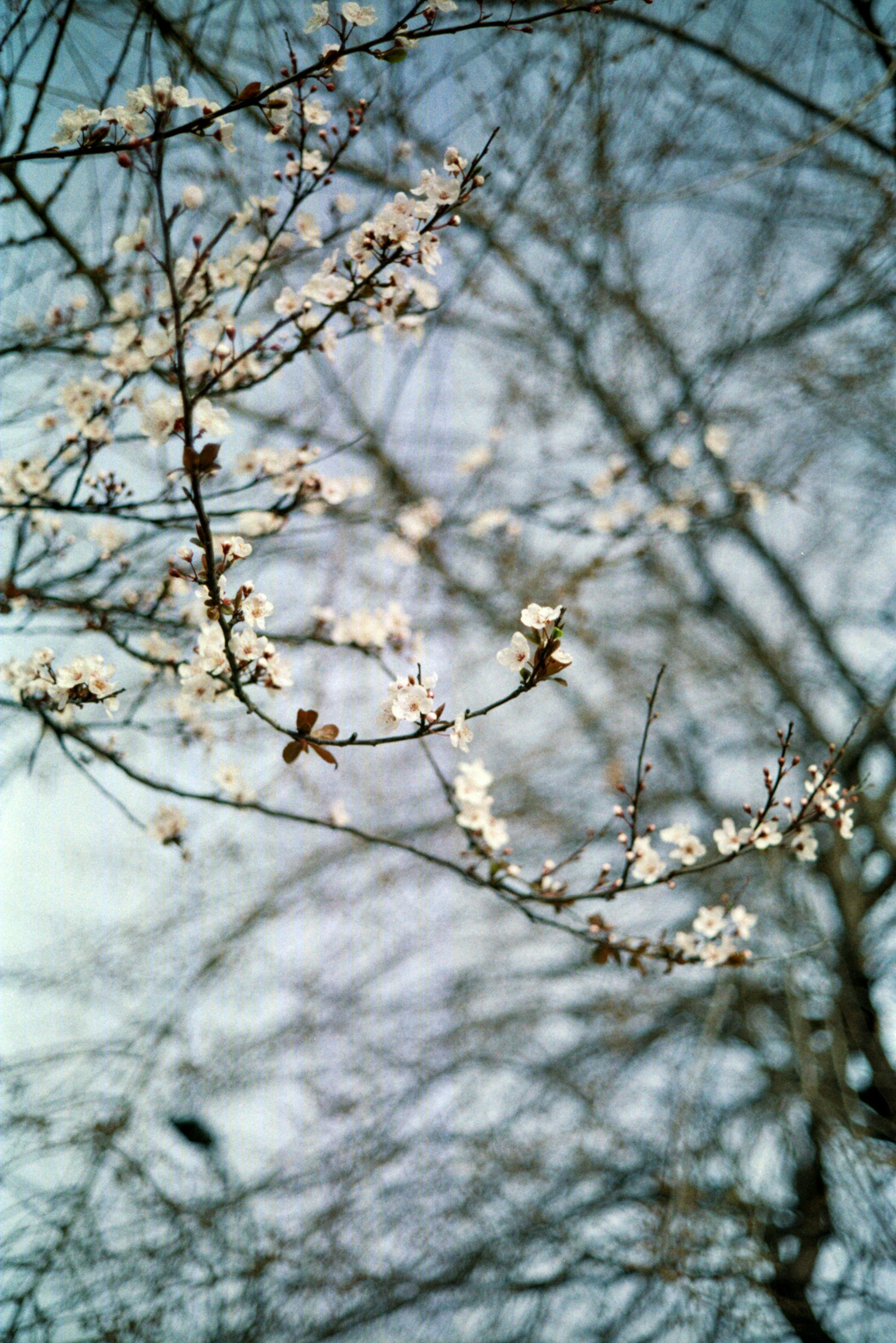 Sample photo from Minolta CLE