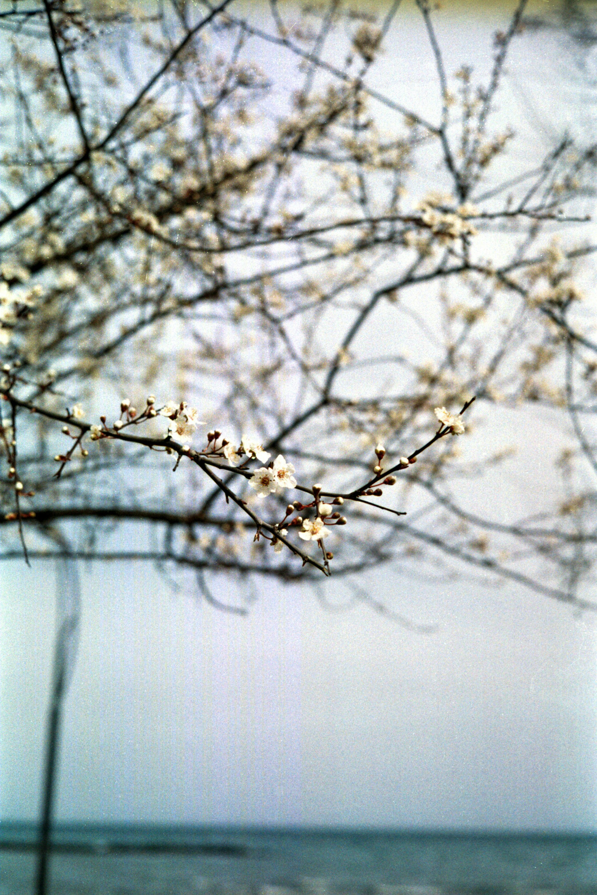Photograph of delicate white blossoms on a branch set against a hazy seascape and distant horizon.