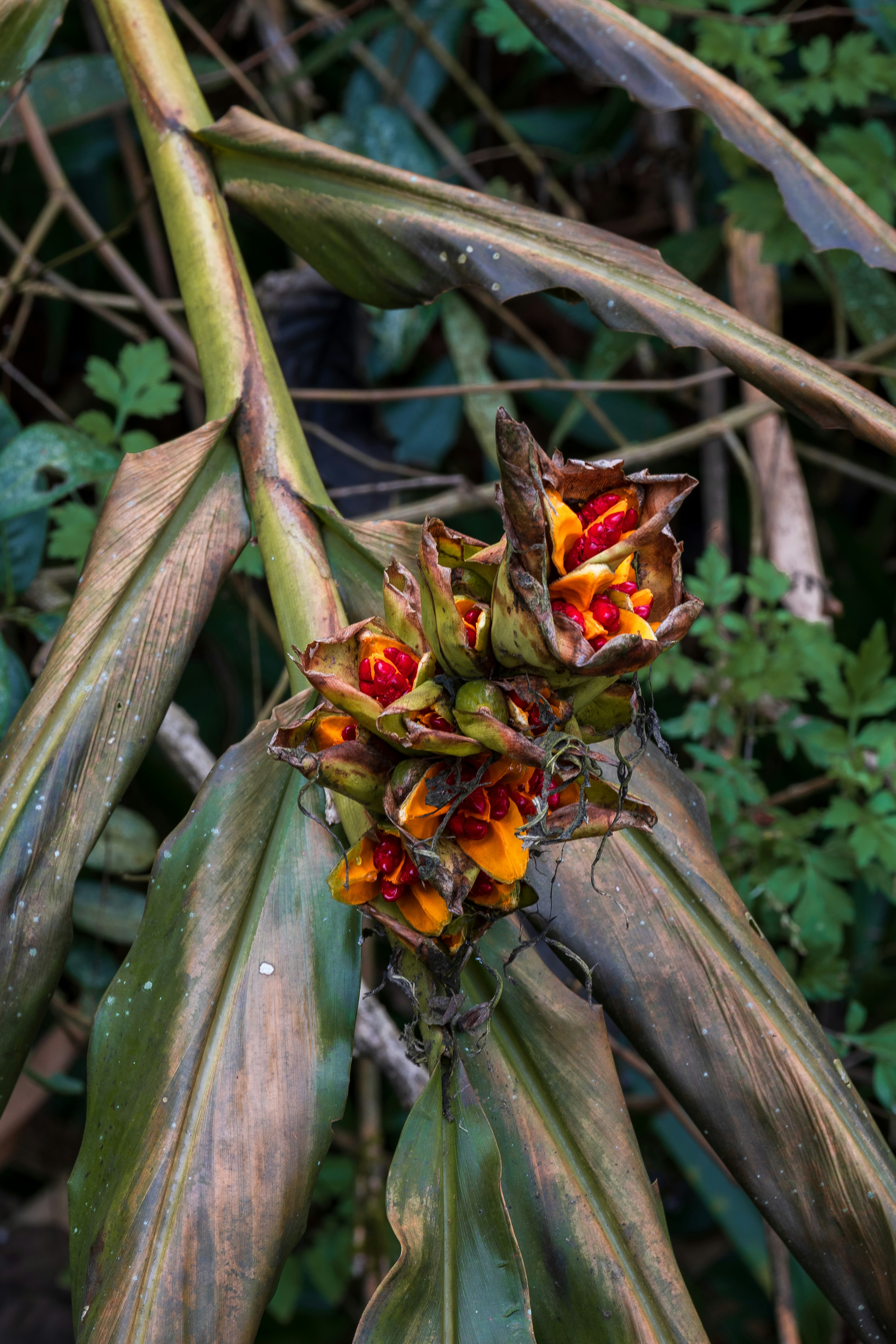 Crimson Bloom Amid Foliage: A Withered Pink-Orange Cluster Emerges