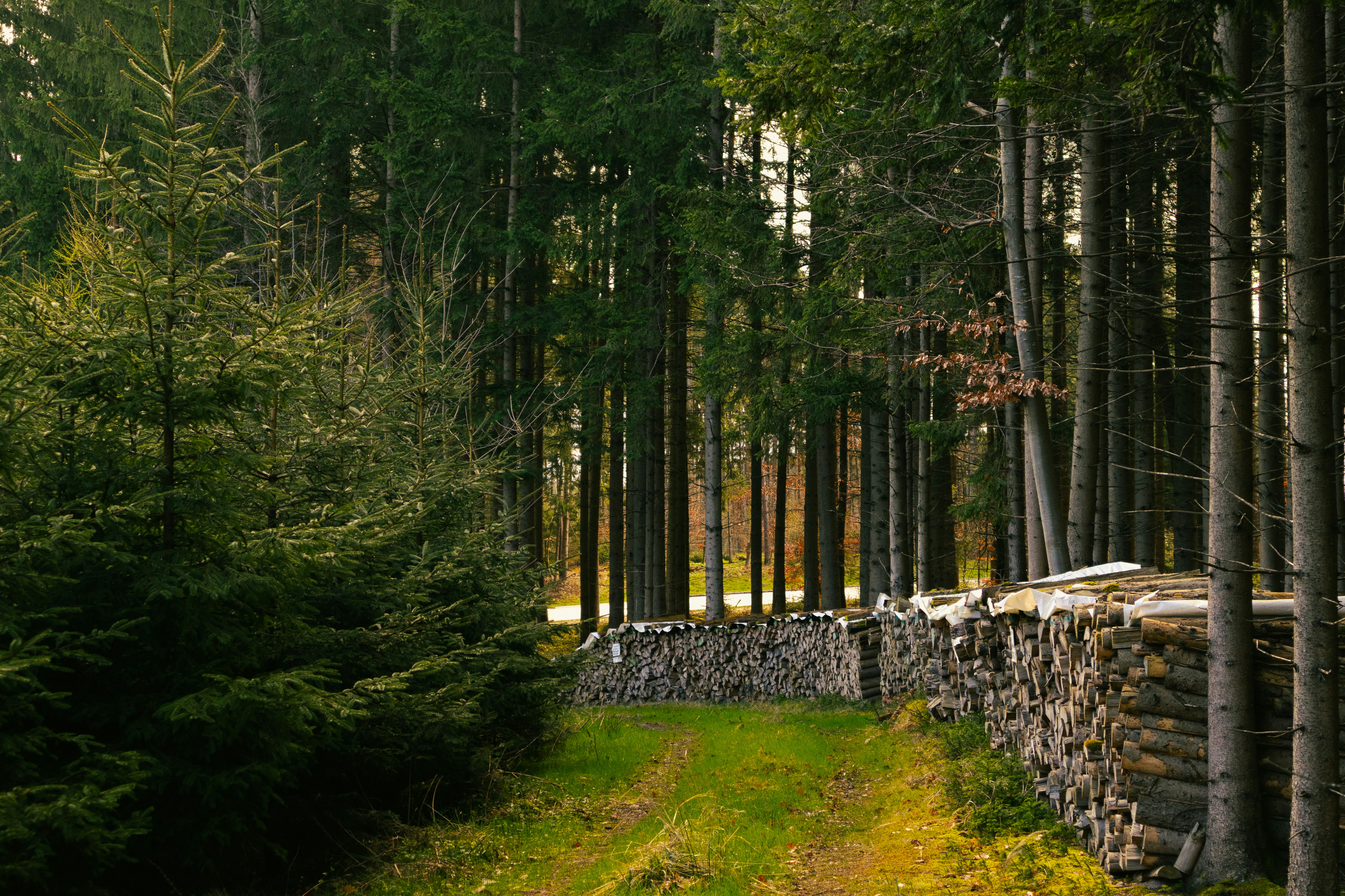 Autumnal Laurel: A Log-lined Path Through a Quiet Forest