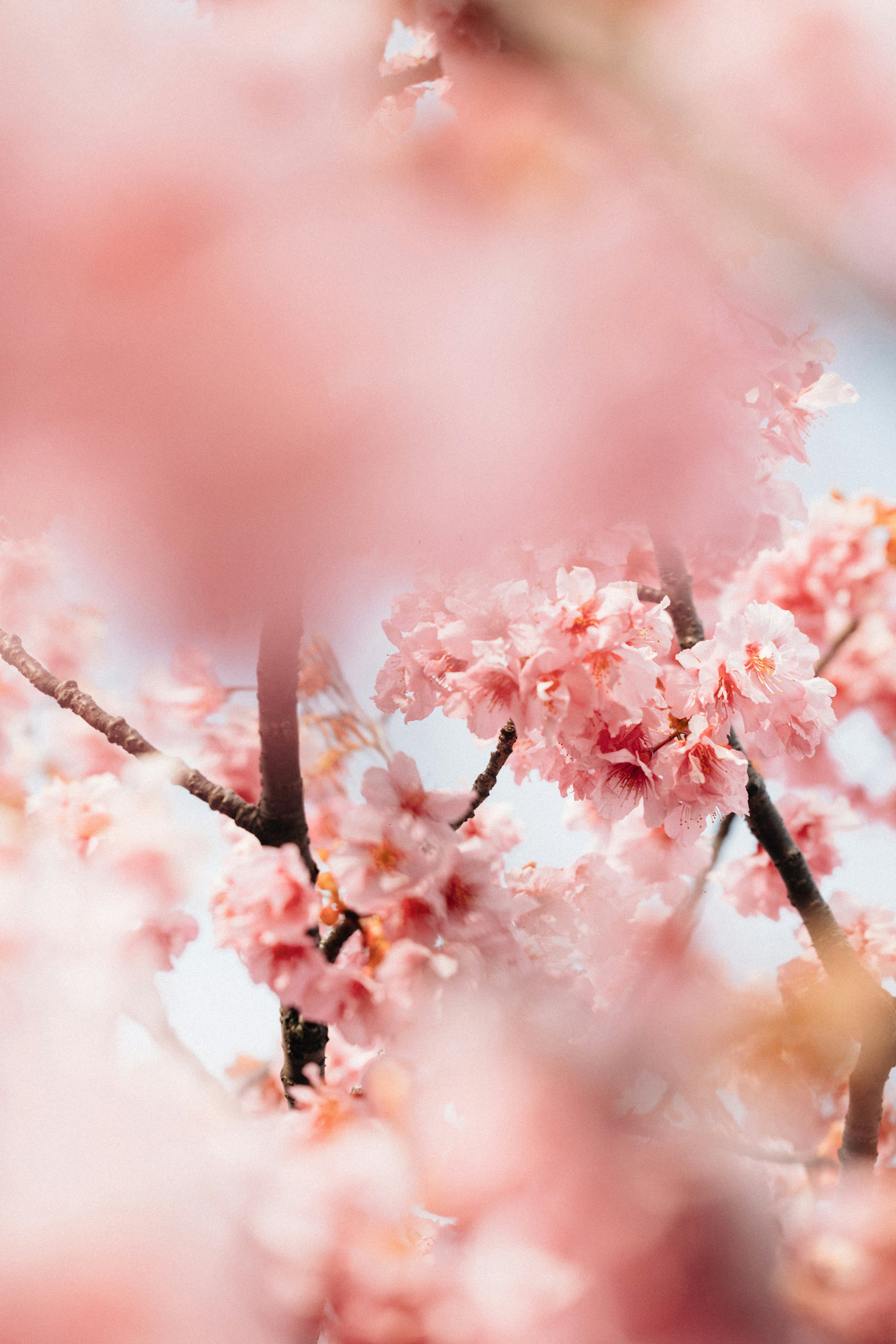 A close up of pink flowers on a tree photo – Free Cherry blossoms Image ...