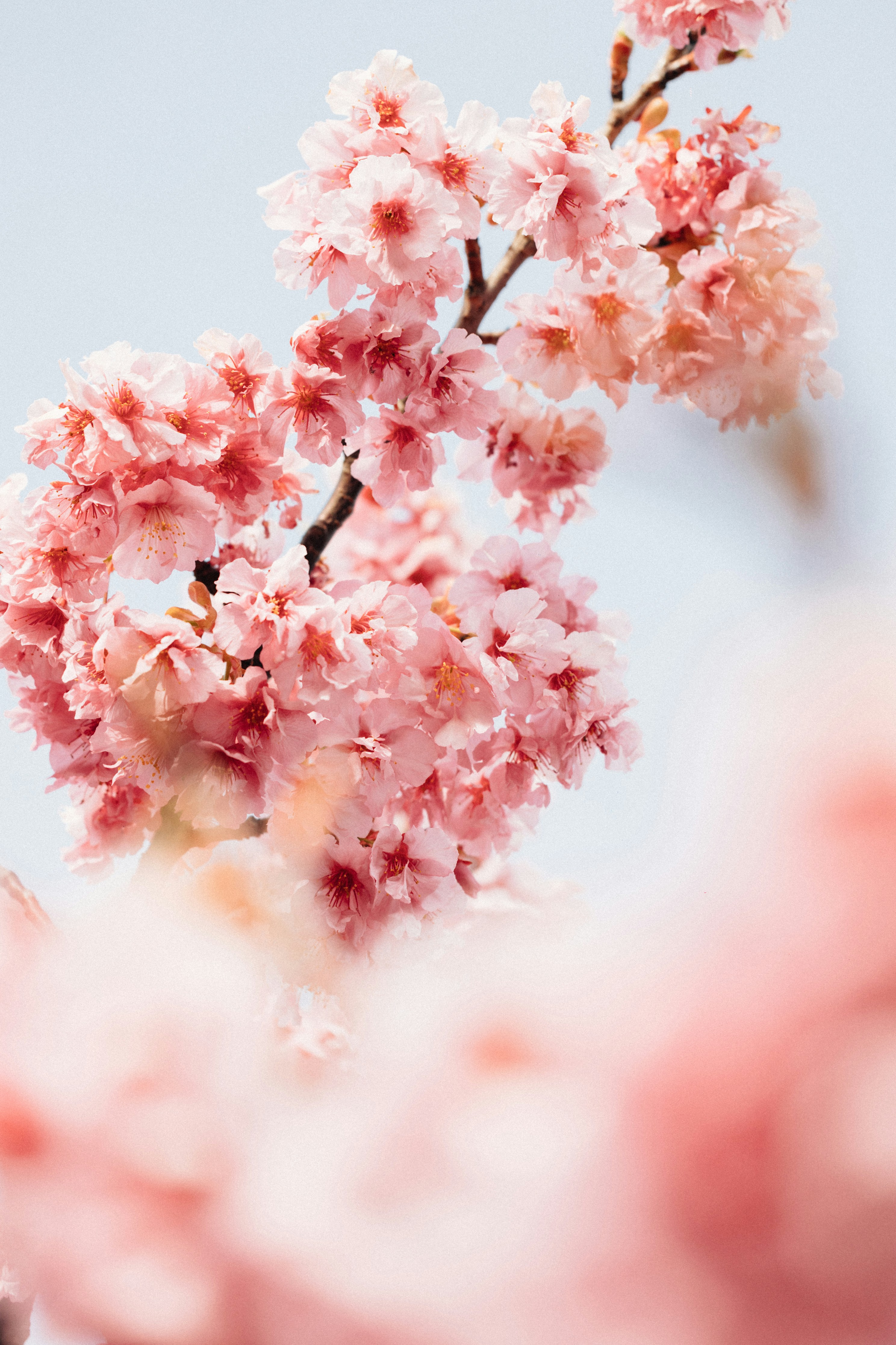 A close up of pink flowers on a tree photo – Free Cherry blossoms Image ...