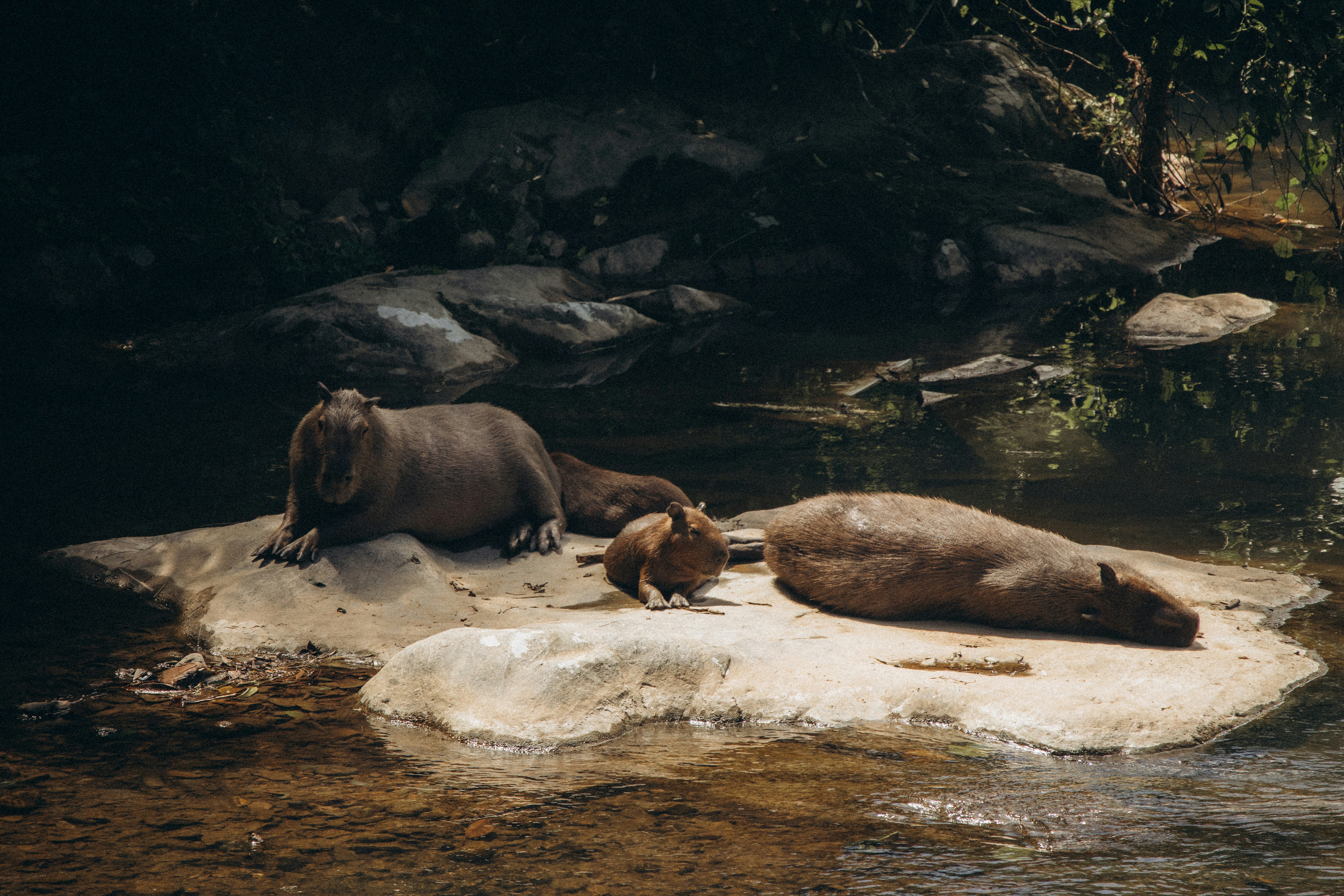 Seals basking on a sunlit rock by a tranquil stream.