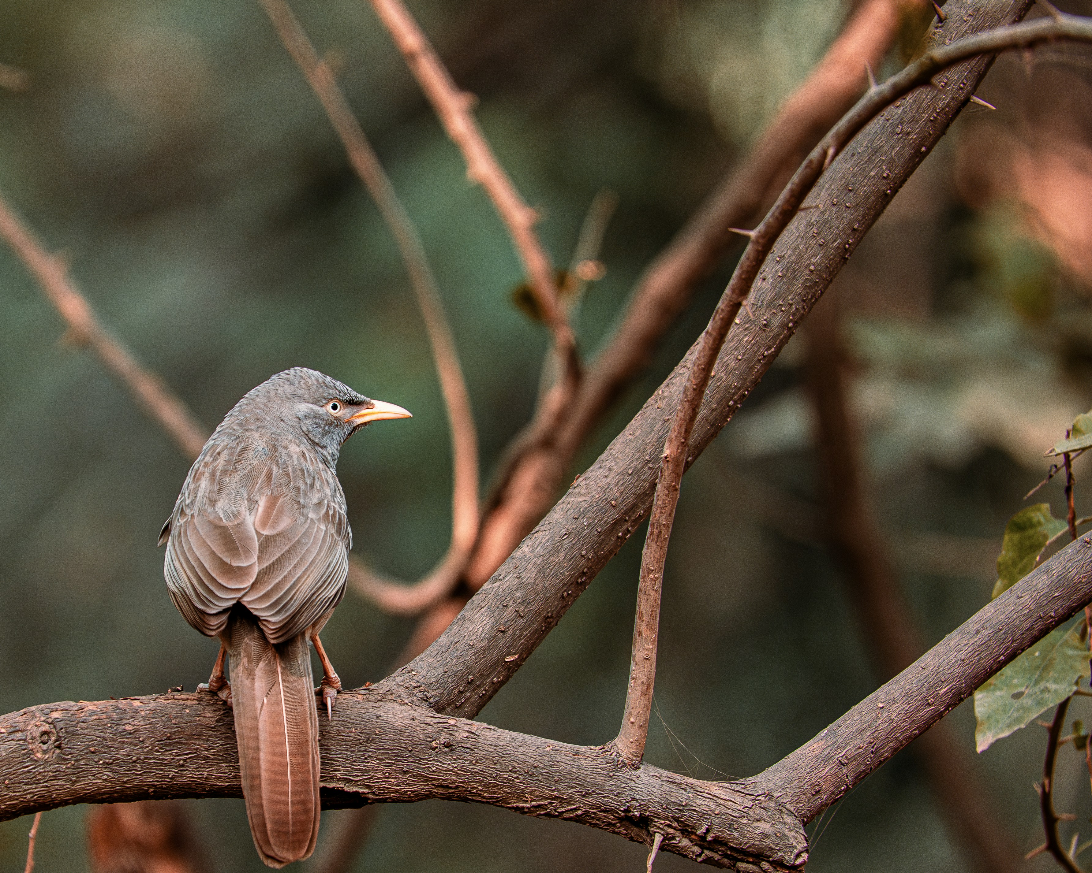 Grey Songbird Perched on a Weathered Branch in Dappled Woodland Light