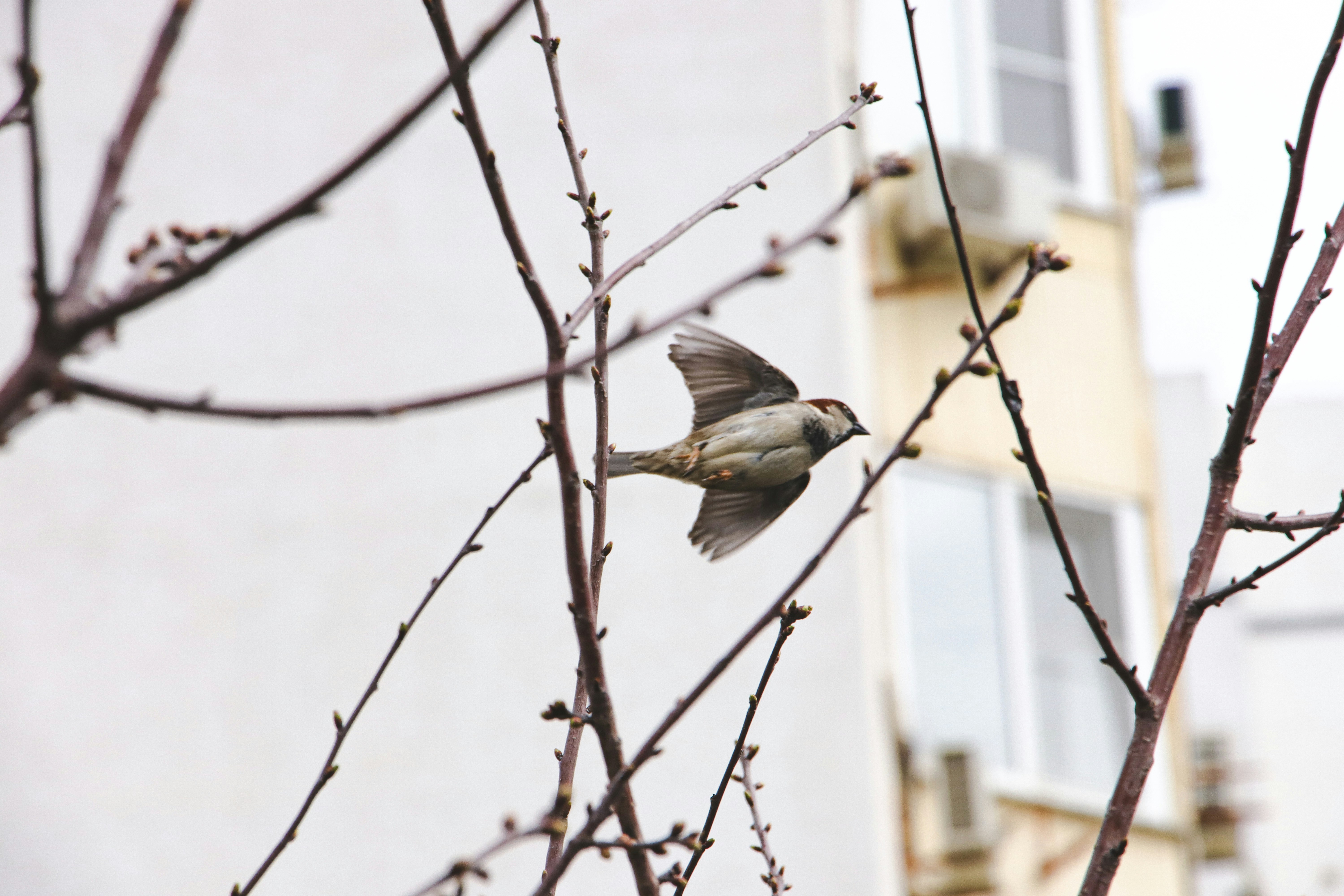 Urban Sparrow in Transit Among Bare Branches