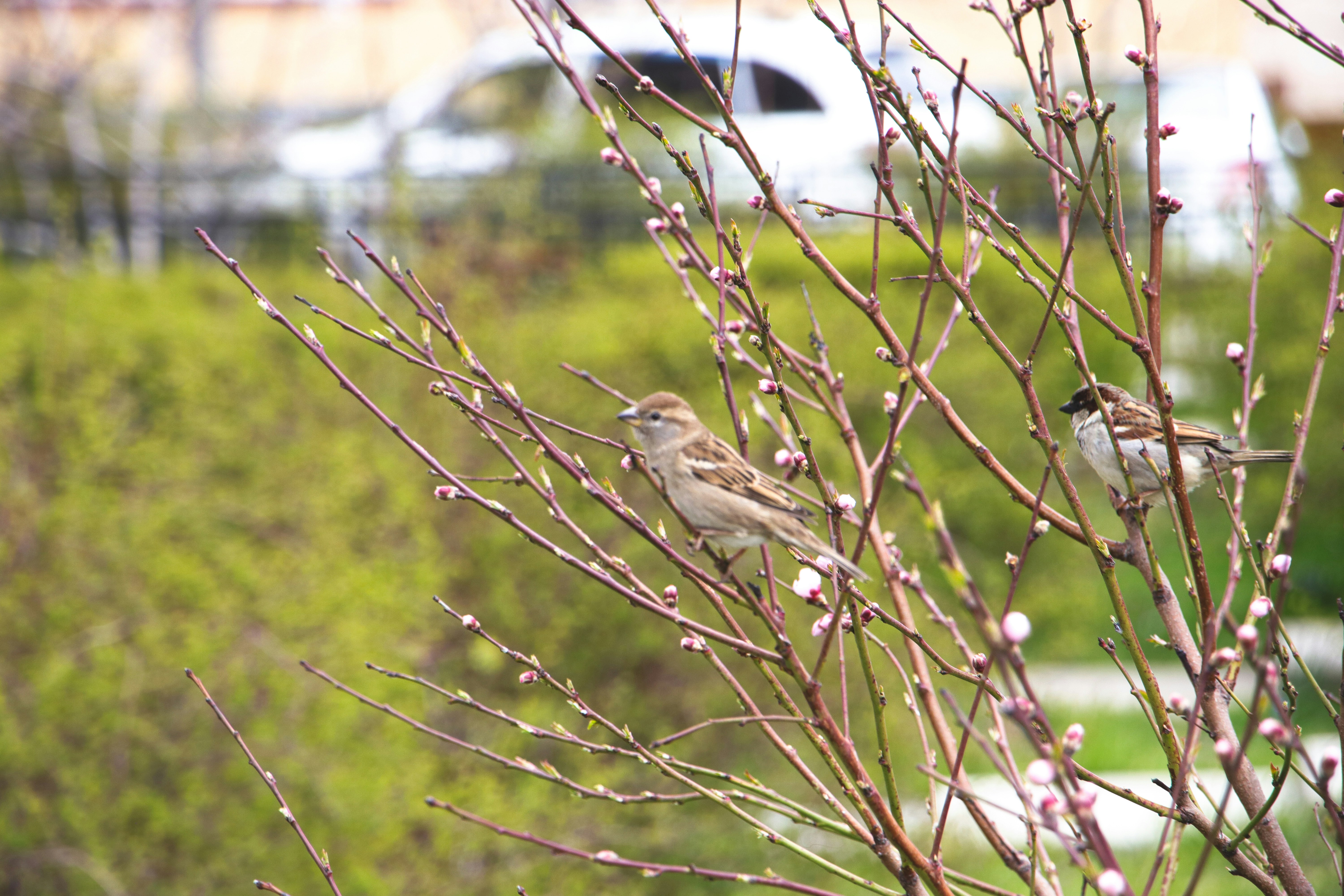 Two Sparrows on Blushing Branches: Quiet Garden Morning