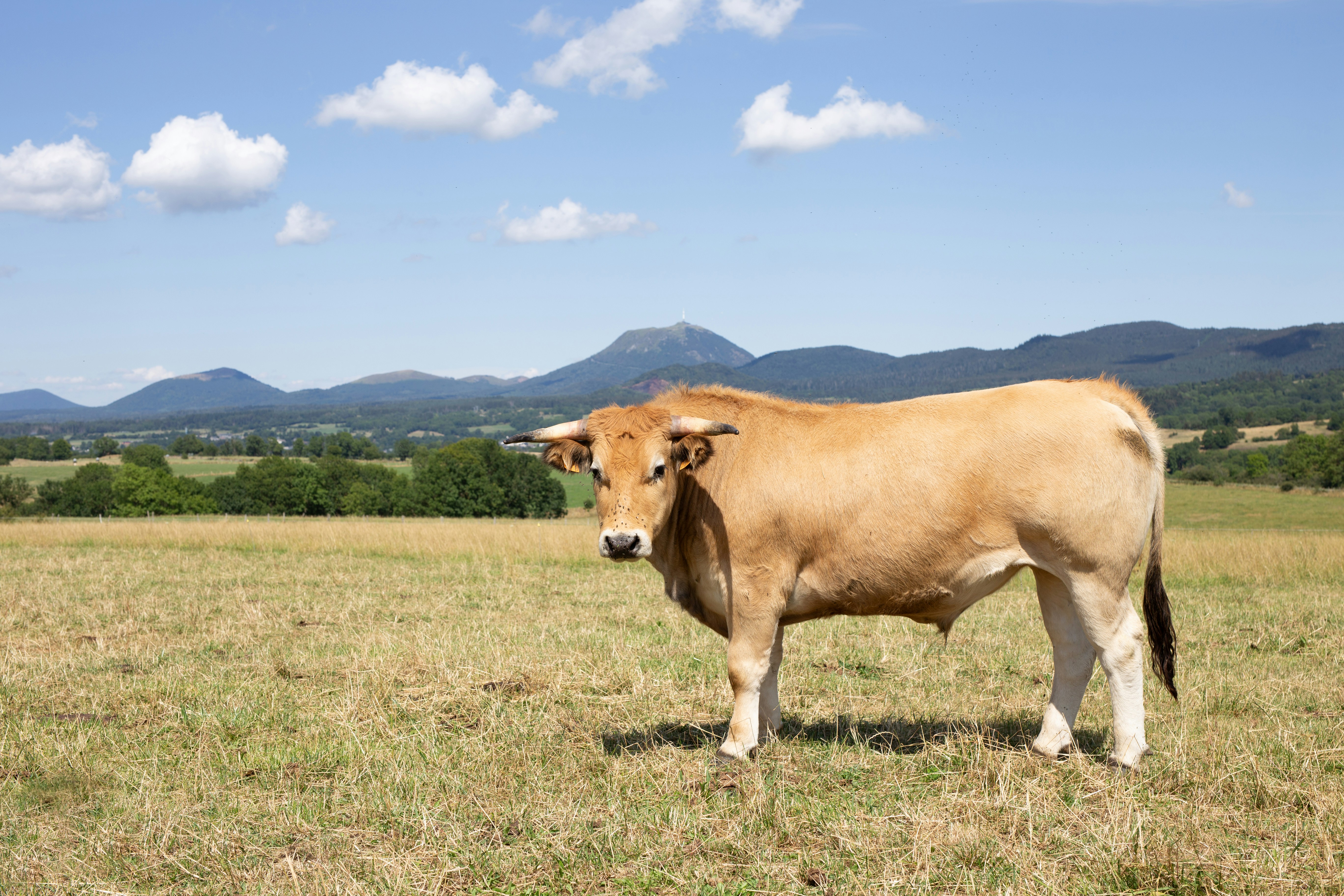 A brown cow standing on top of a grass covered field photo – Free Puy ...