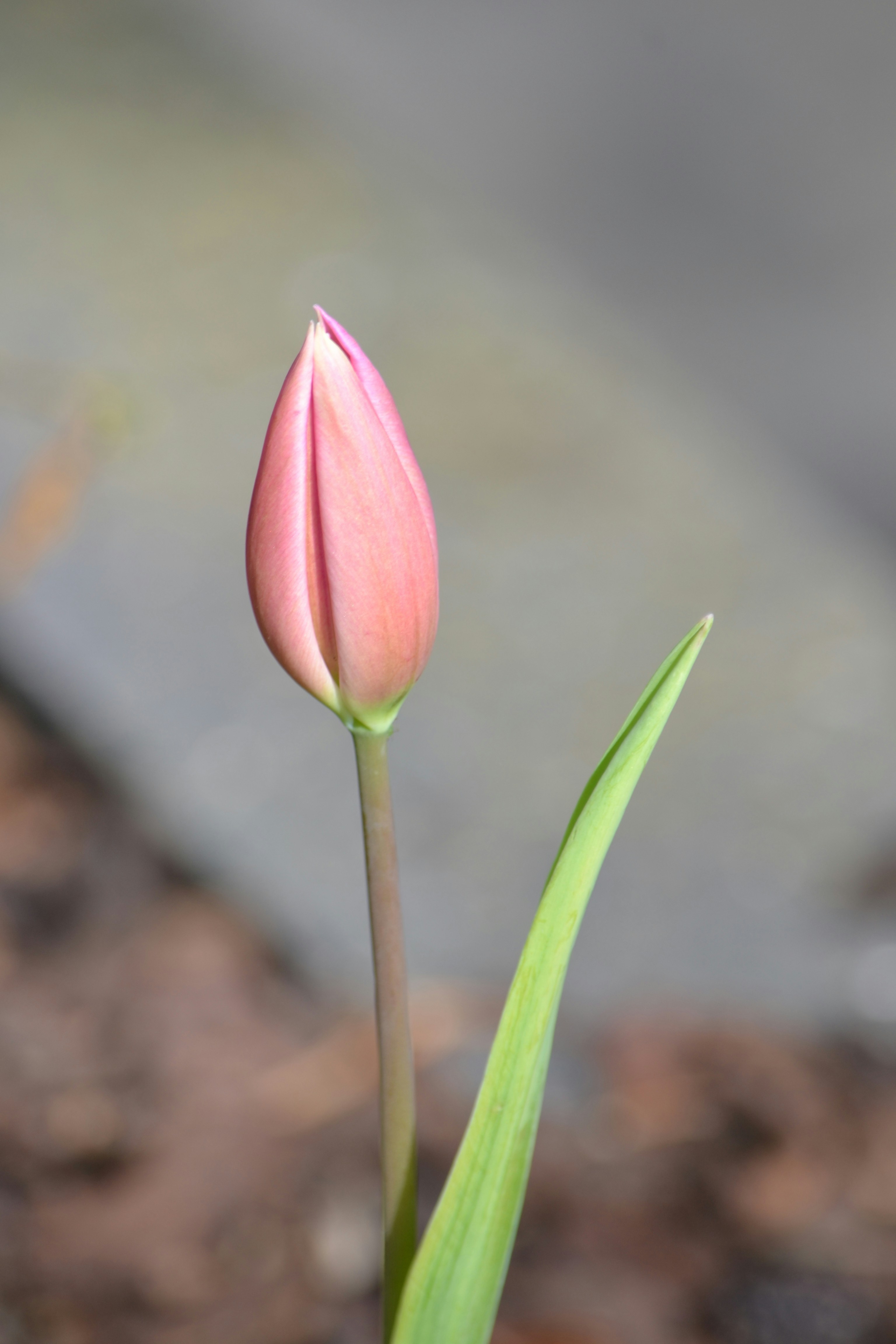 A single pink tulip in a potted plant photo – Free Tulip Image on Unsplash