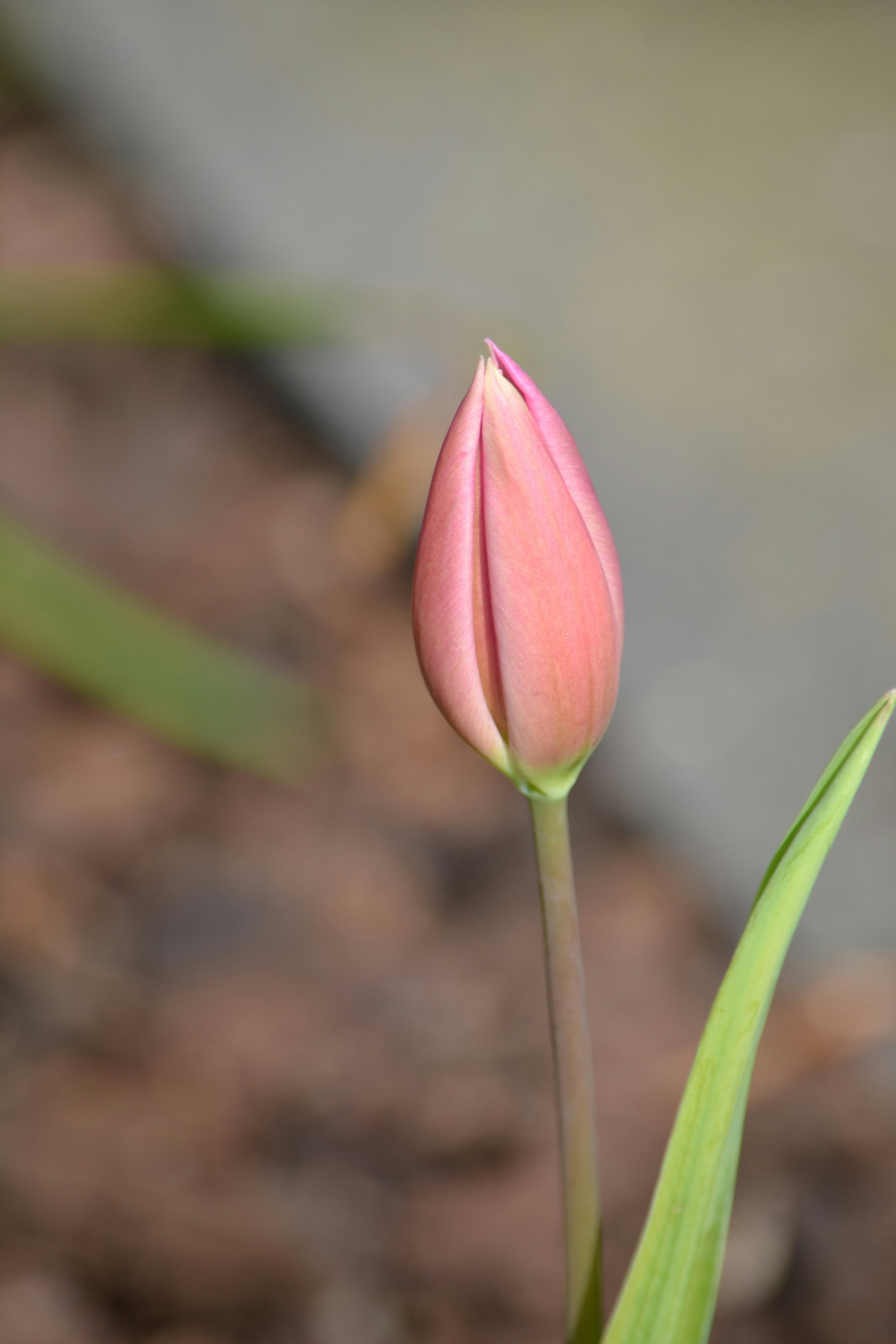 Petal Edge: a Pink Tulip Bud in Velvet Macro Focus