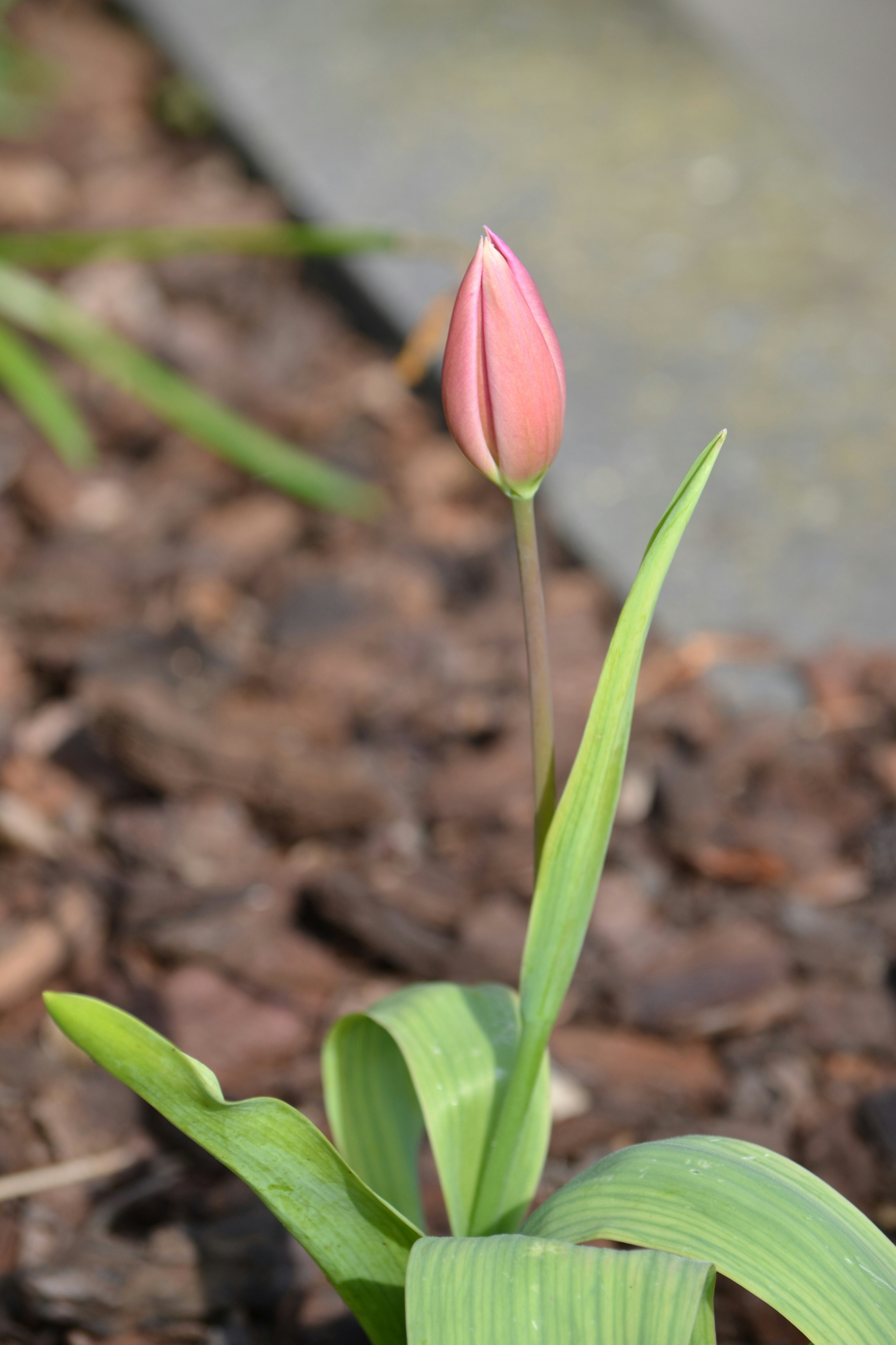 Full view of a delicate tulip.