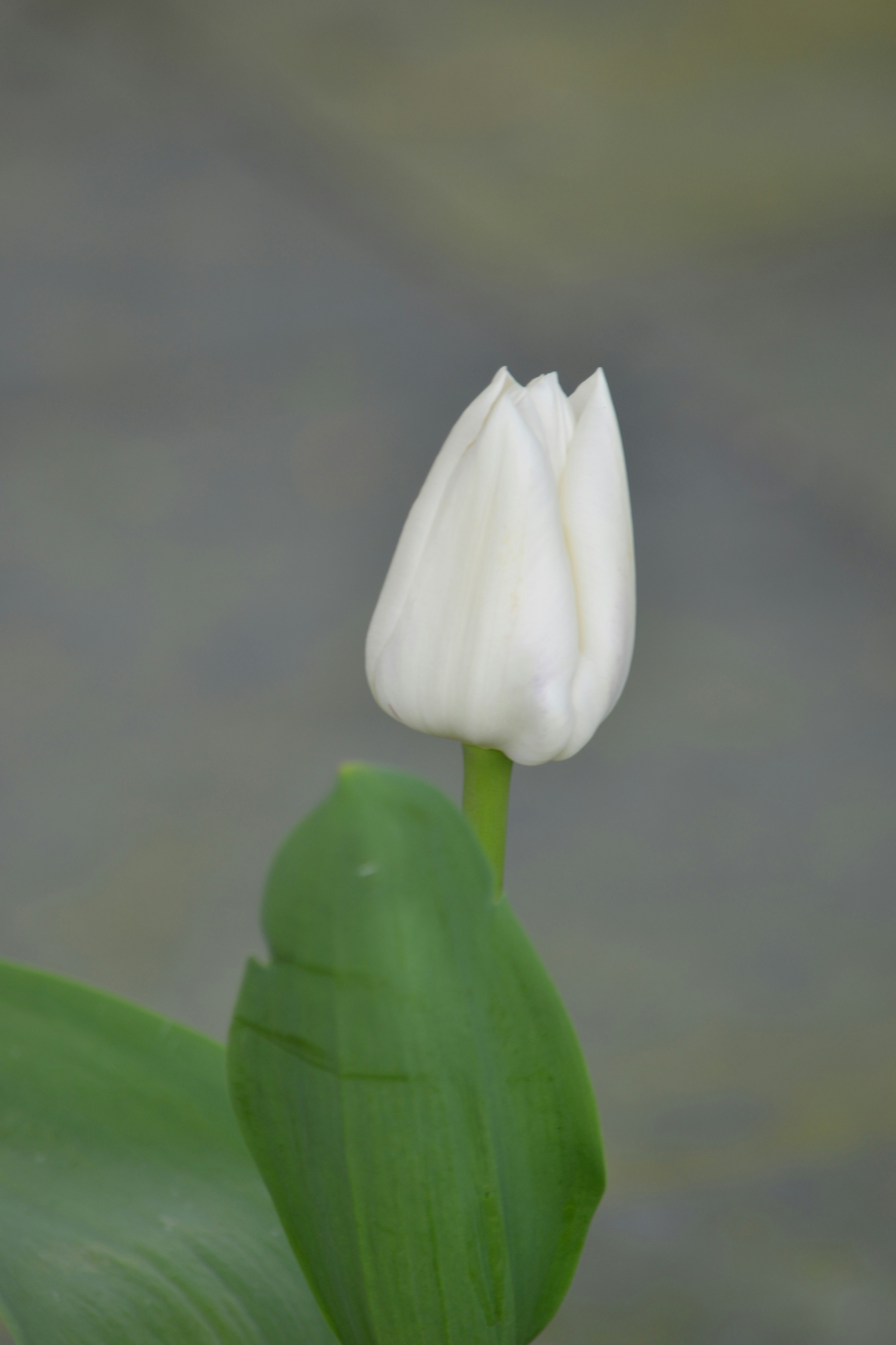 Quiet Bloom: A White Tulip in Gentle Focus