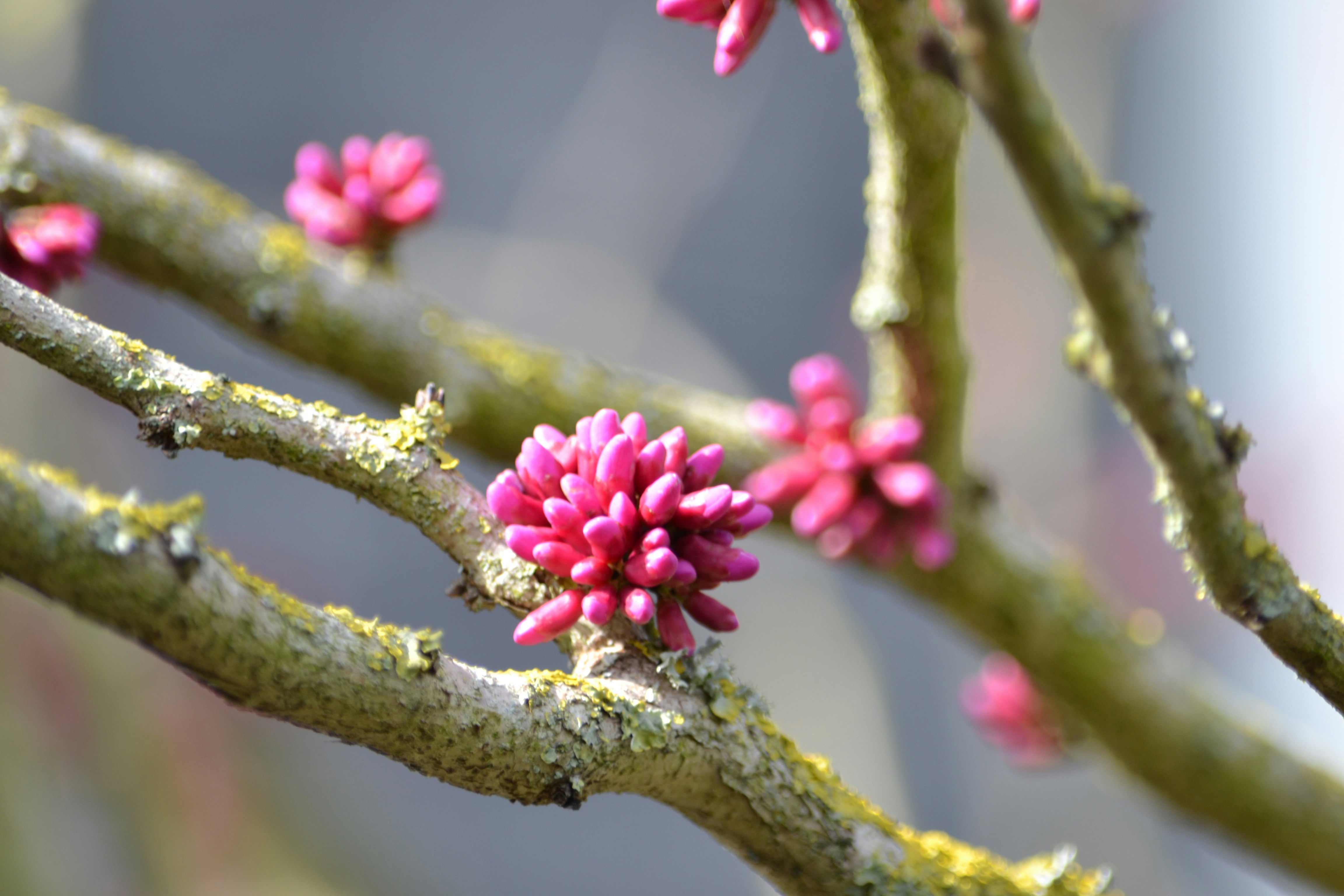 Pink Buds on Mossy Branch: A Delicate Spring Close-Up
