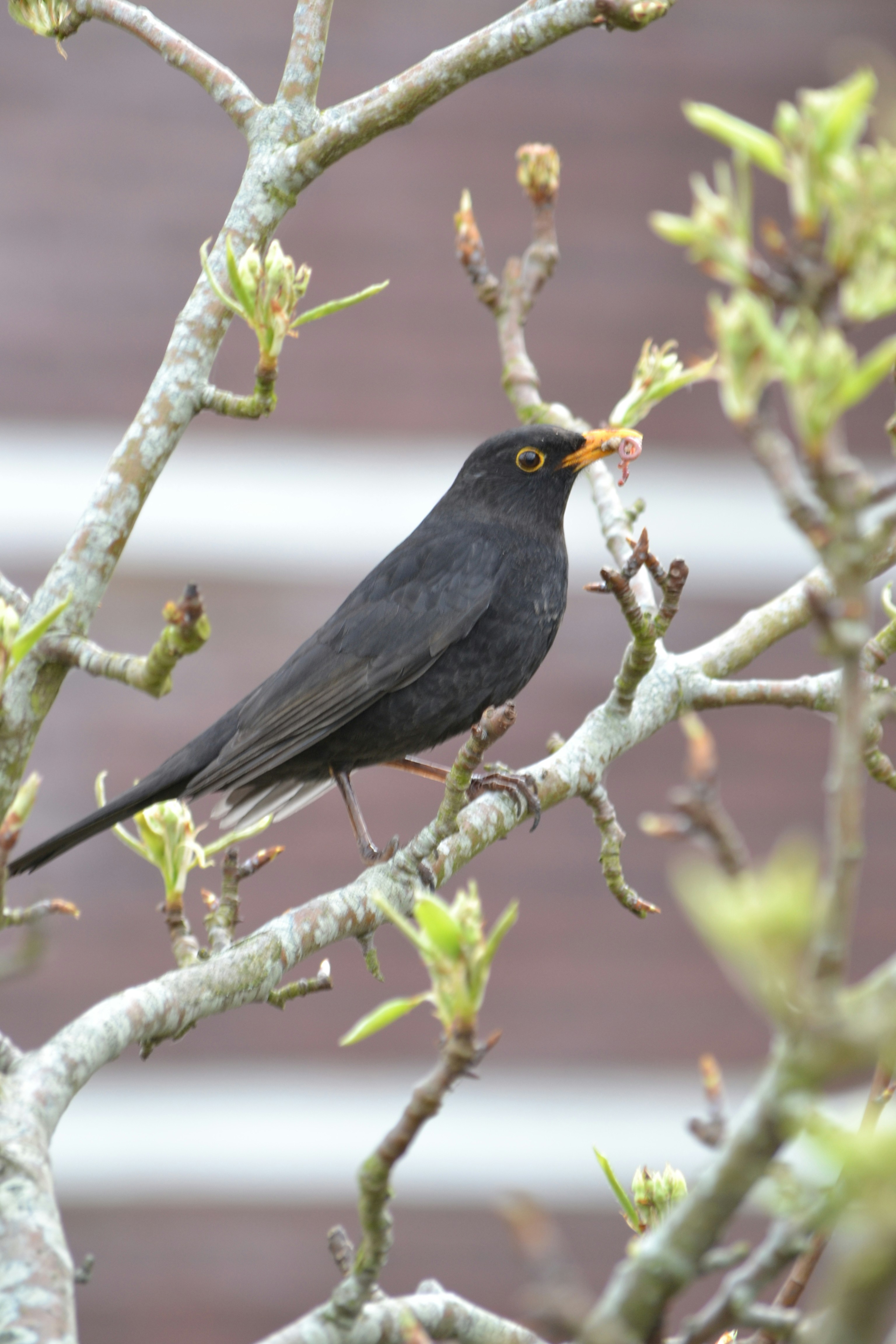 Blackbird on a Budding Branch: a Quiet Spring Moment