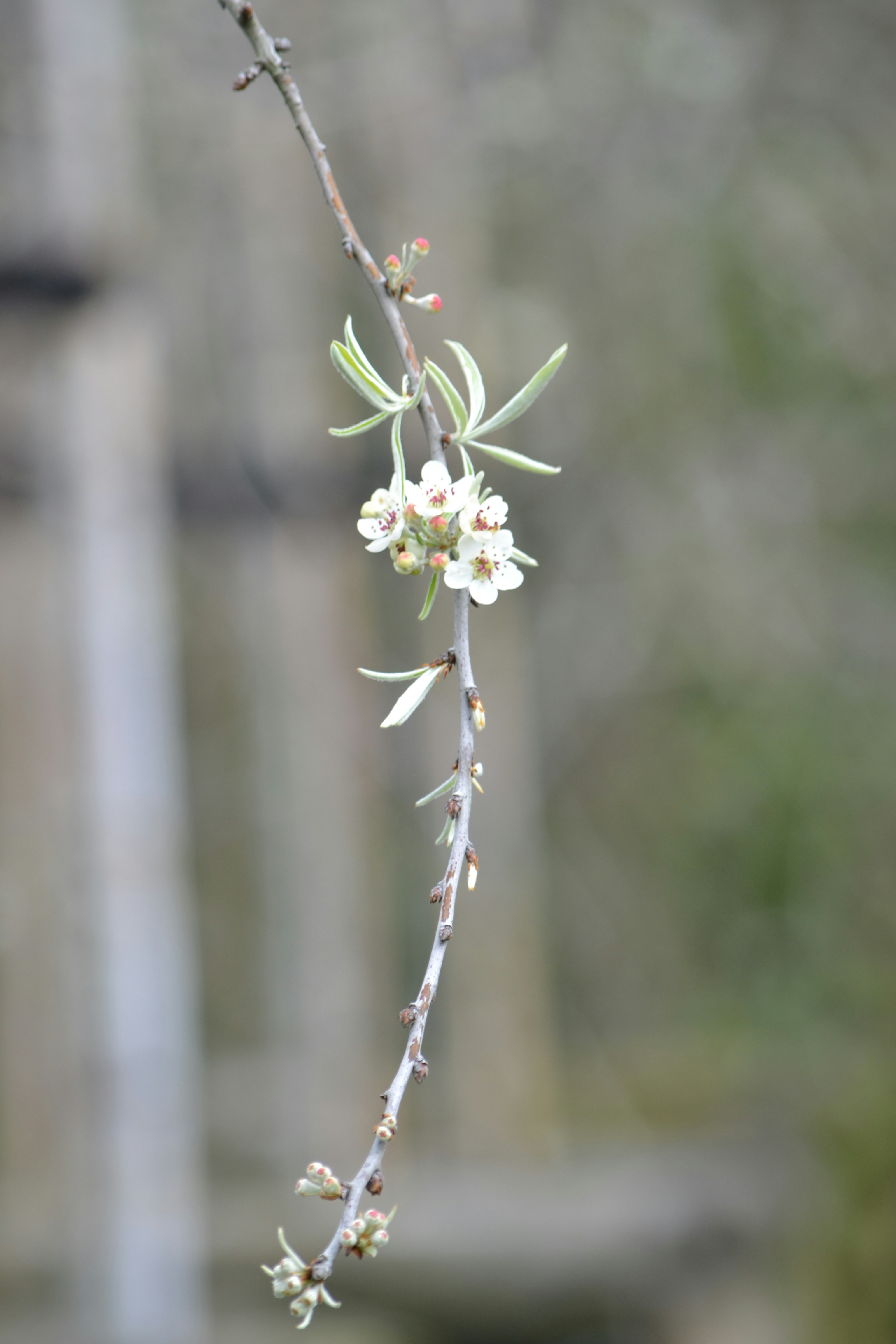 Whispering White Blossoms on a Lithe Twig