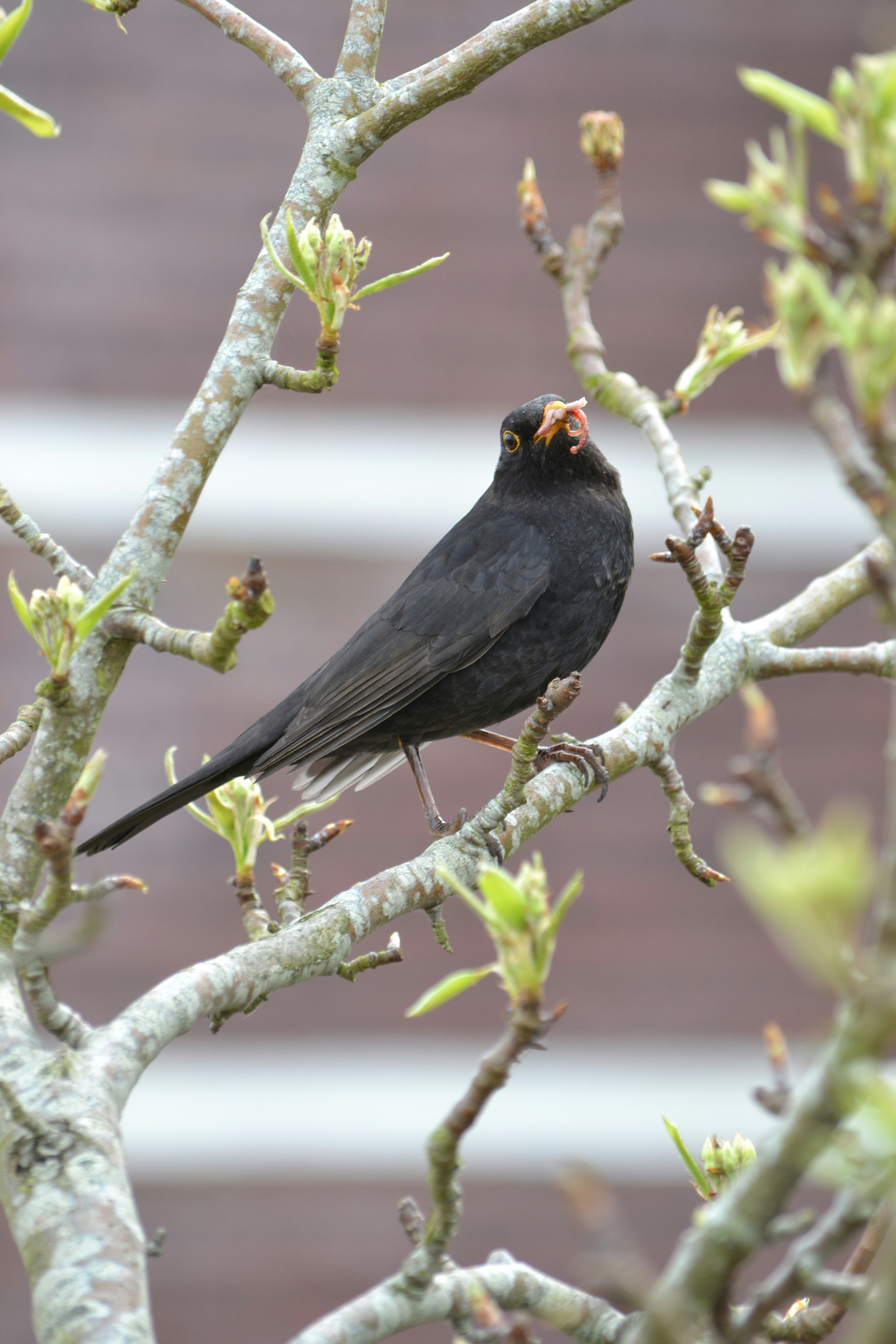 Photo by Linda Buscop with Nikon D3100