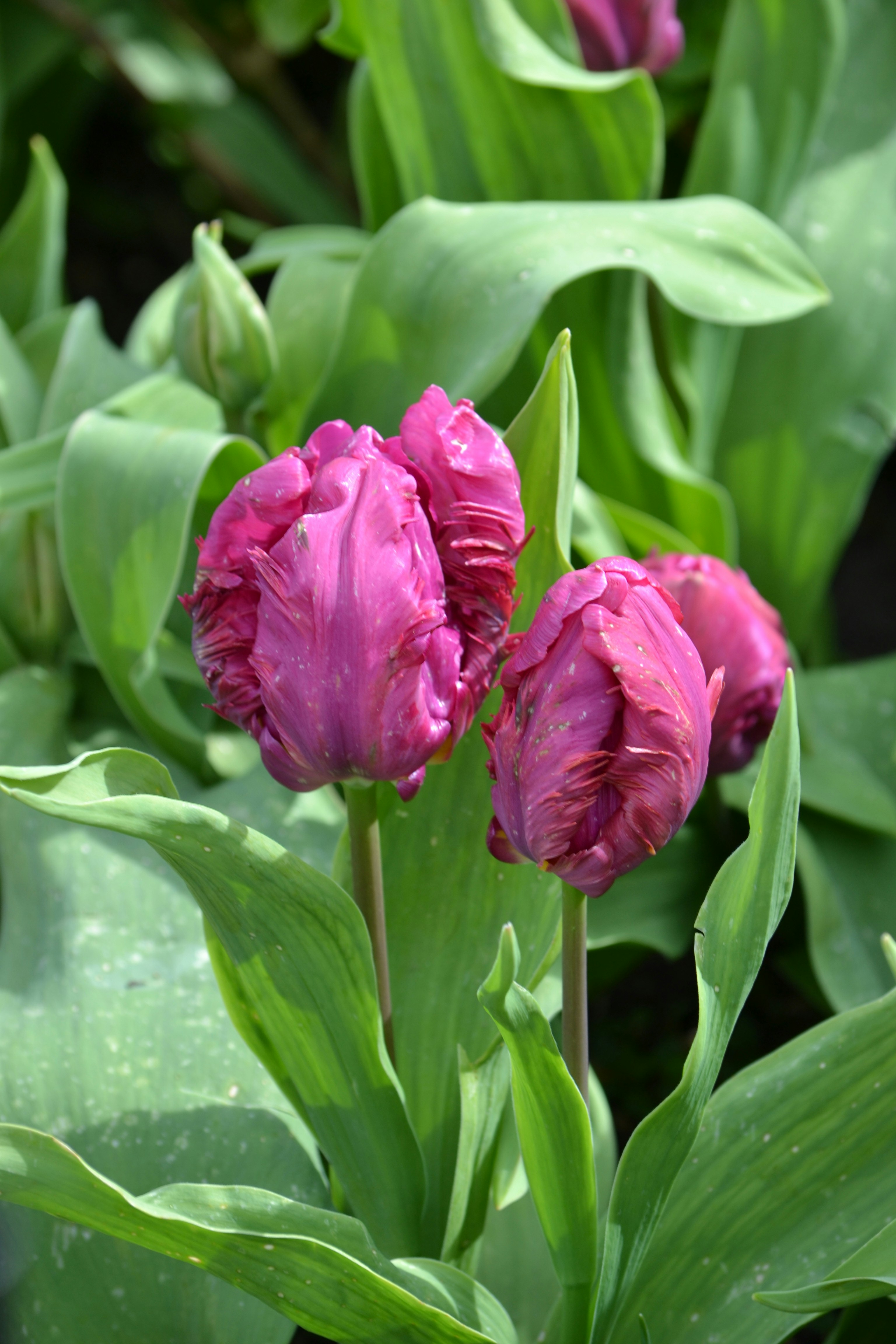 Dew-kissed Magenta Tulips: A Close-Up Among Lush Green Leaves