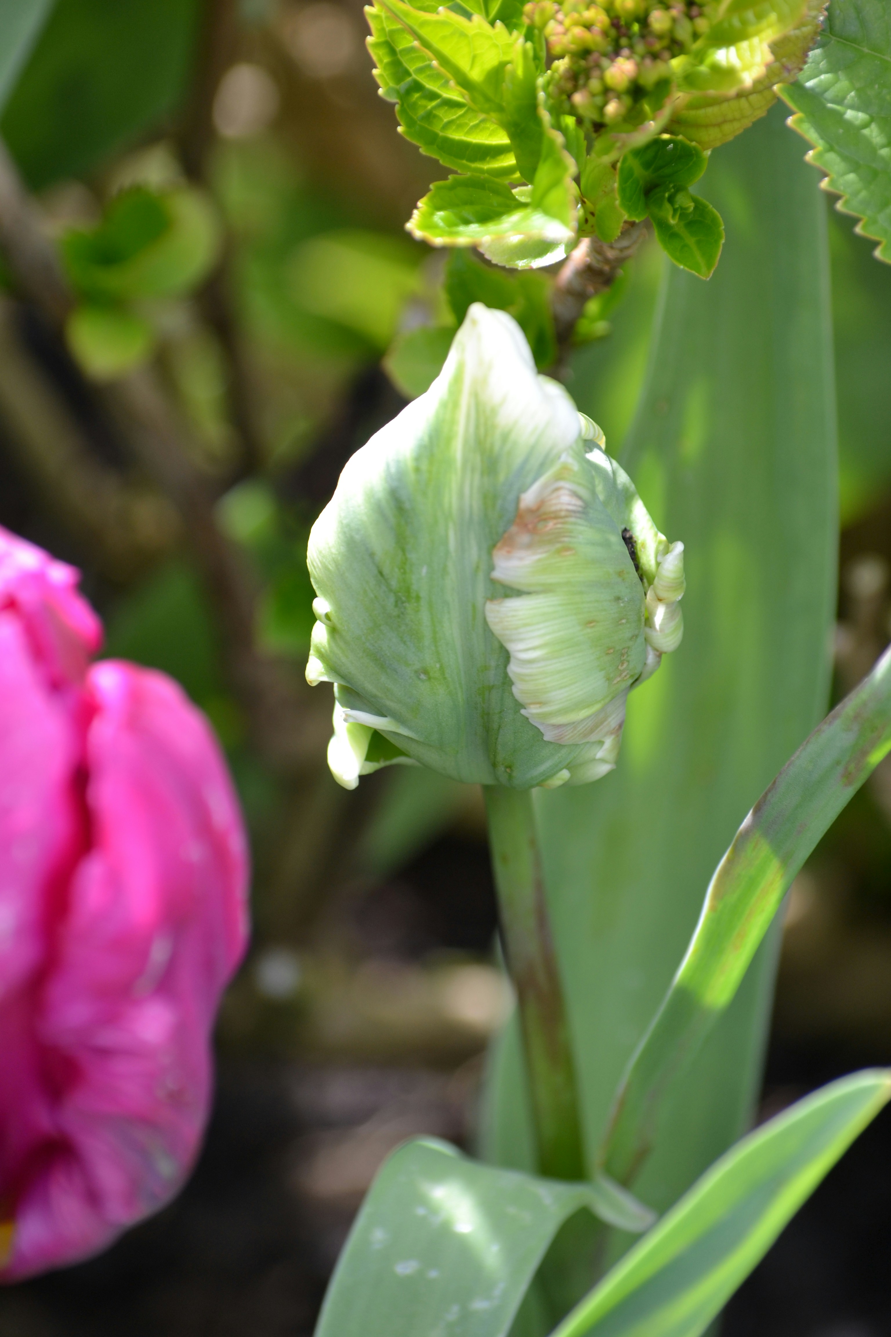 Parrot Tulip Pictures | Download Free Images on Unsplash