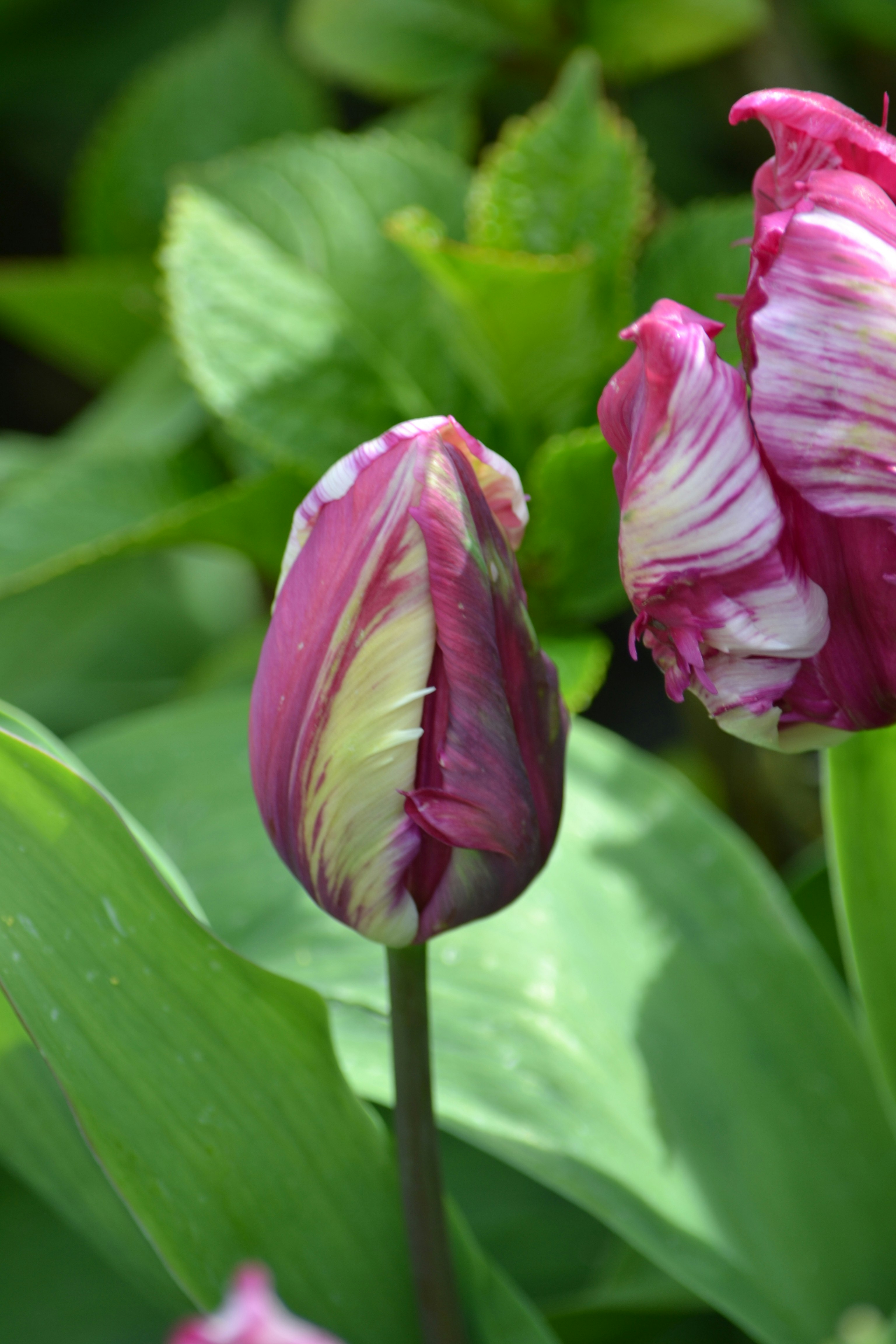 Twisted Tulip in Soft Focus Green Frame