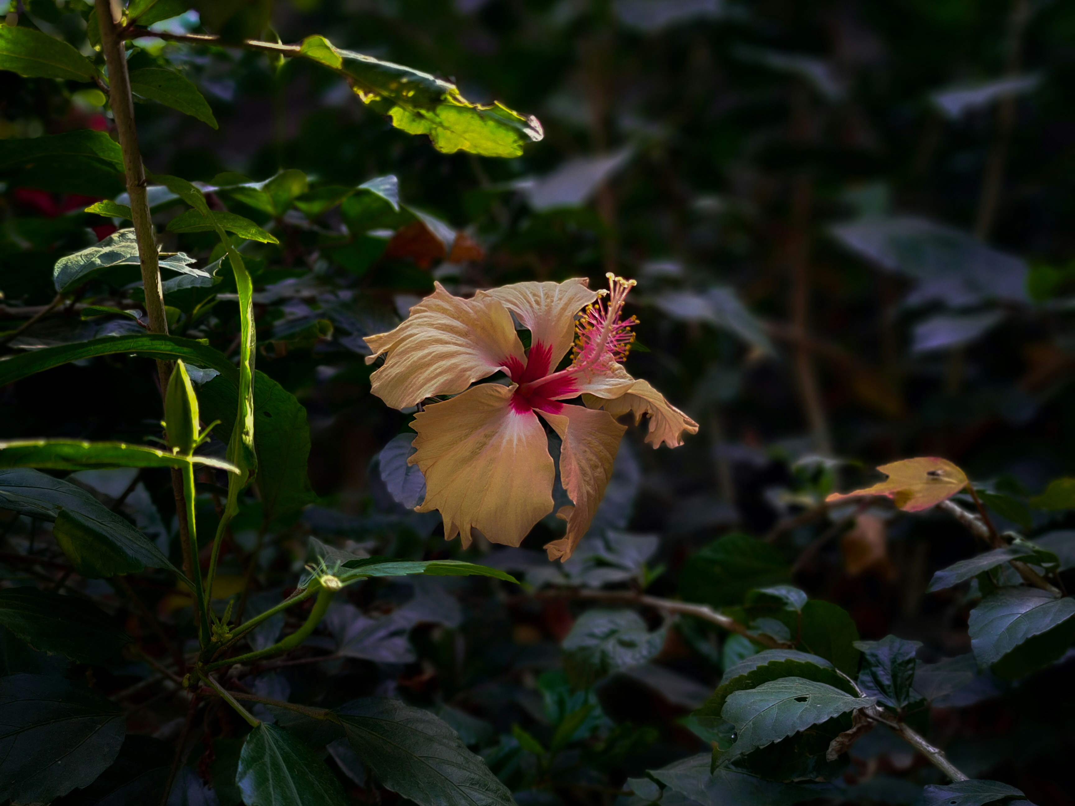 Dusk-Soft Hibiscus: a solitary bloom in shadowed foliage