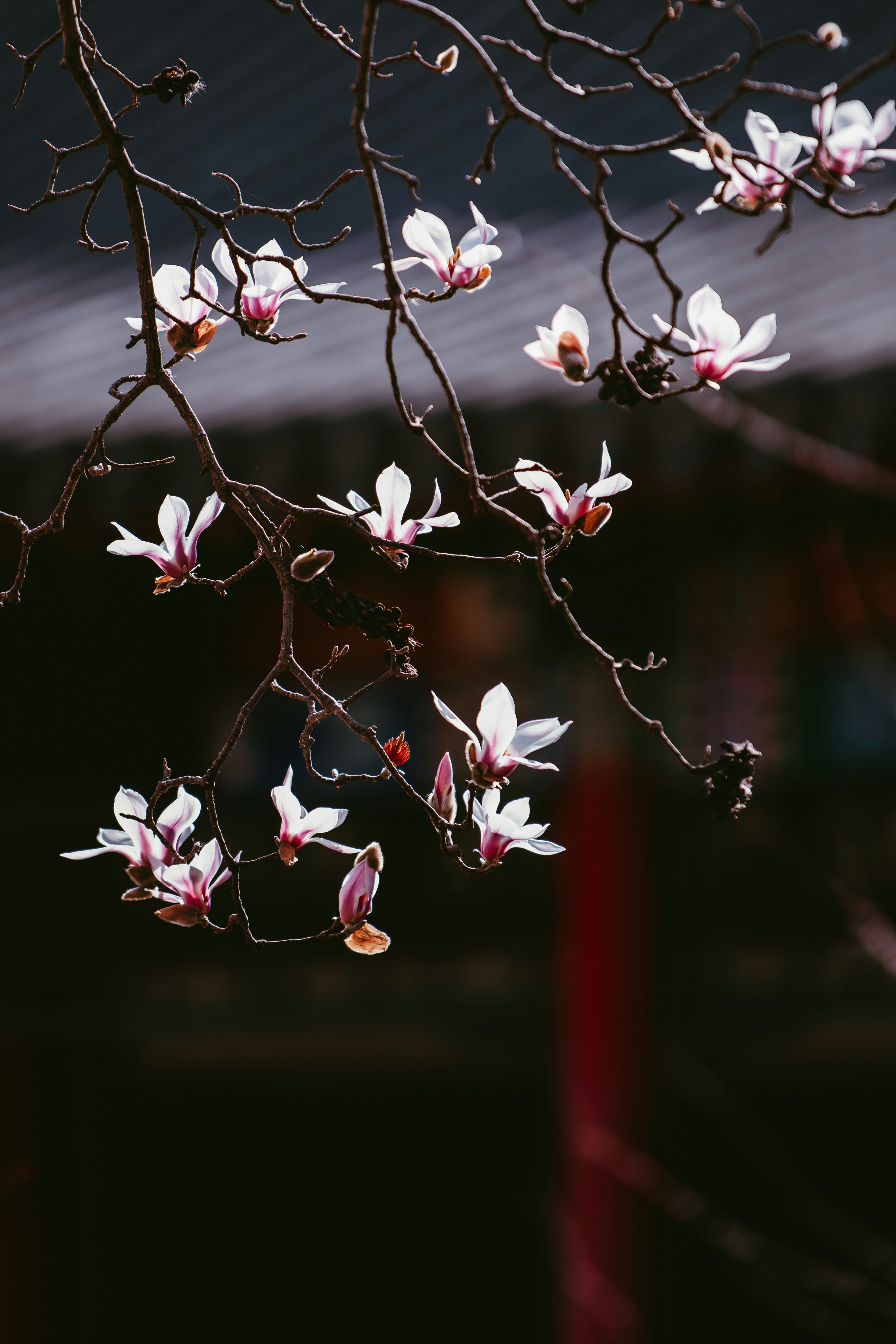 Magnolia Lace: Delicate Blooms on a Shadowed Branch