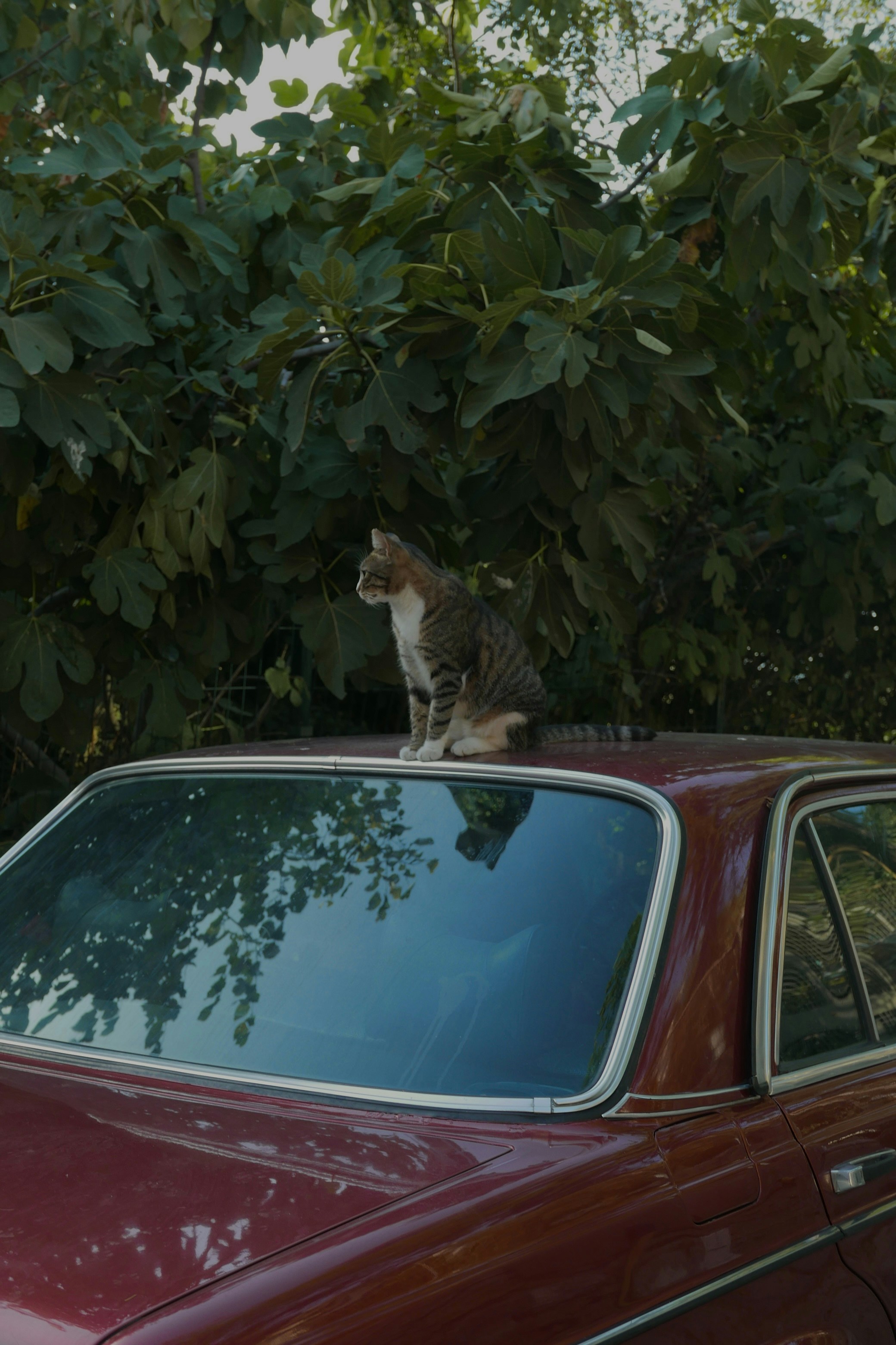 Tabby Sentinel on a Crimson Classic Car Roof