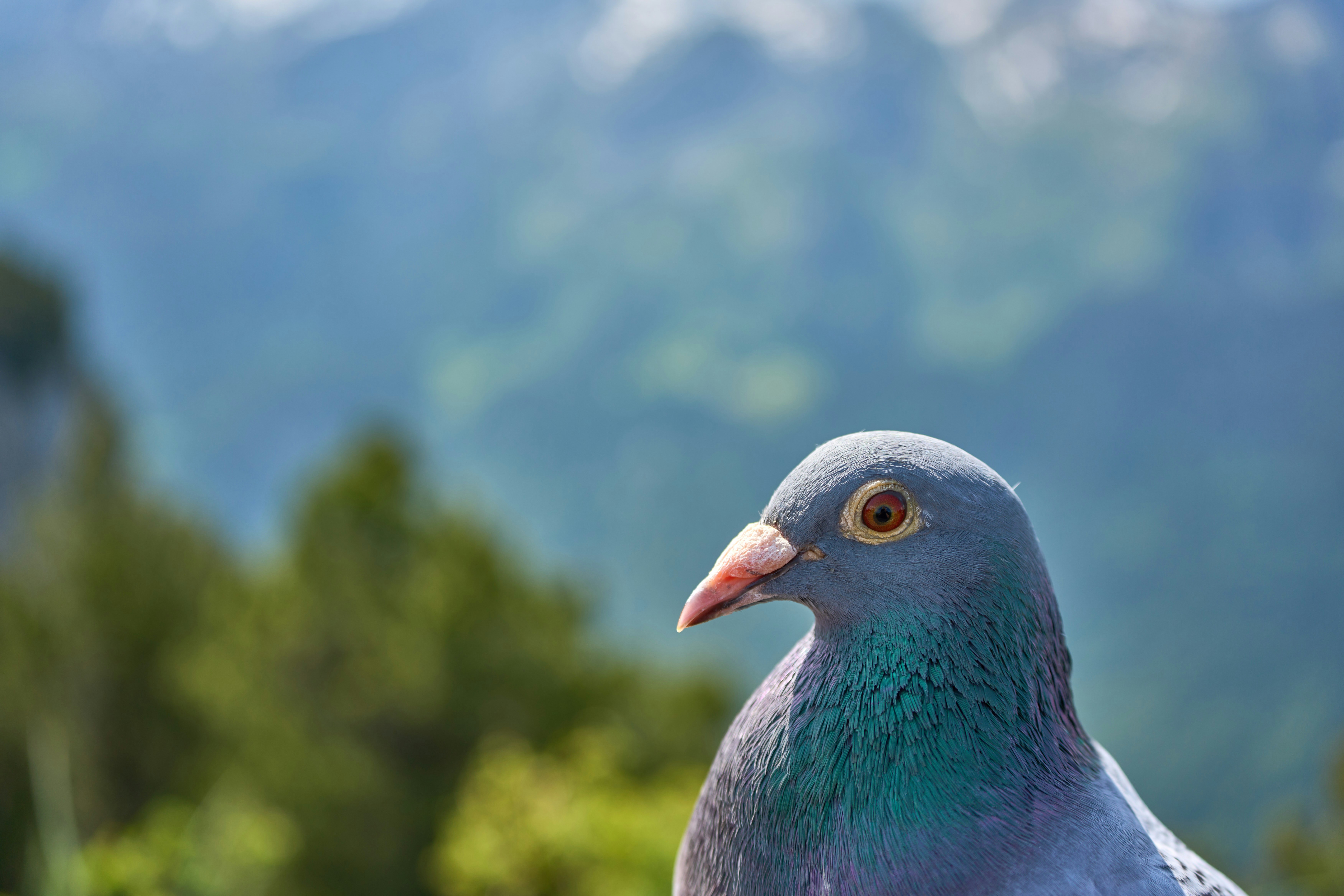 Azure Gaze: Close-Up of a Pigeon Framed by Mountain-green Backdrop