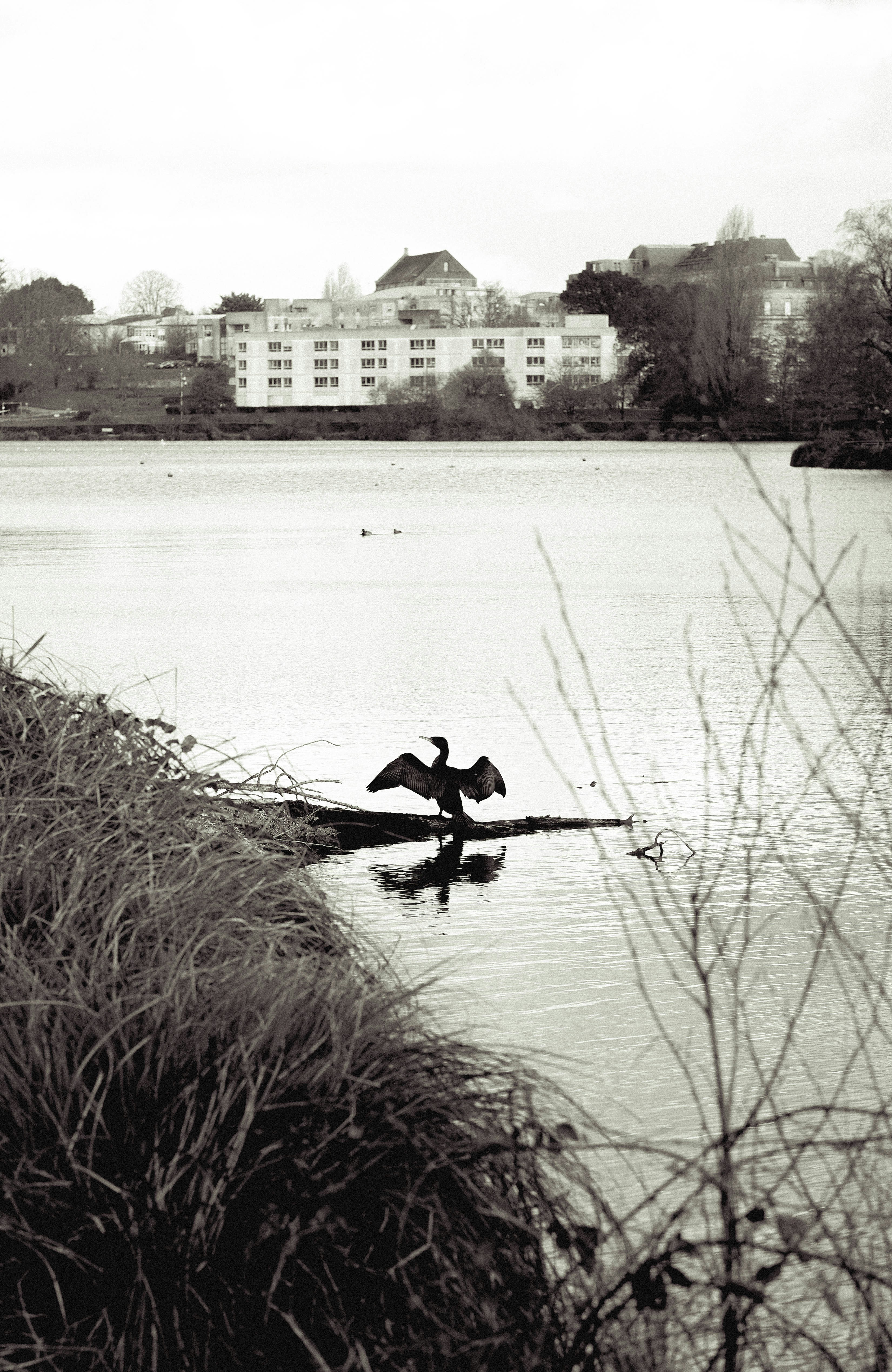 Monochrome Quiet on the Edge: Swan on a Log with a Distant City Silhouette