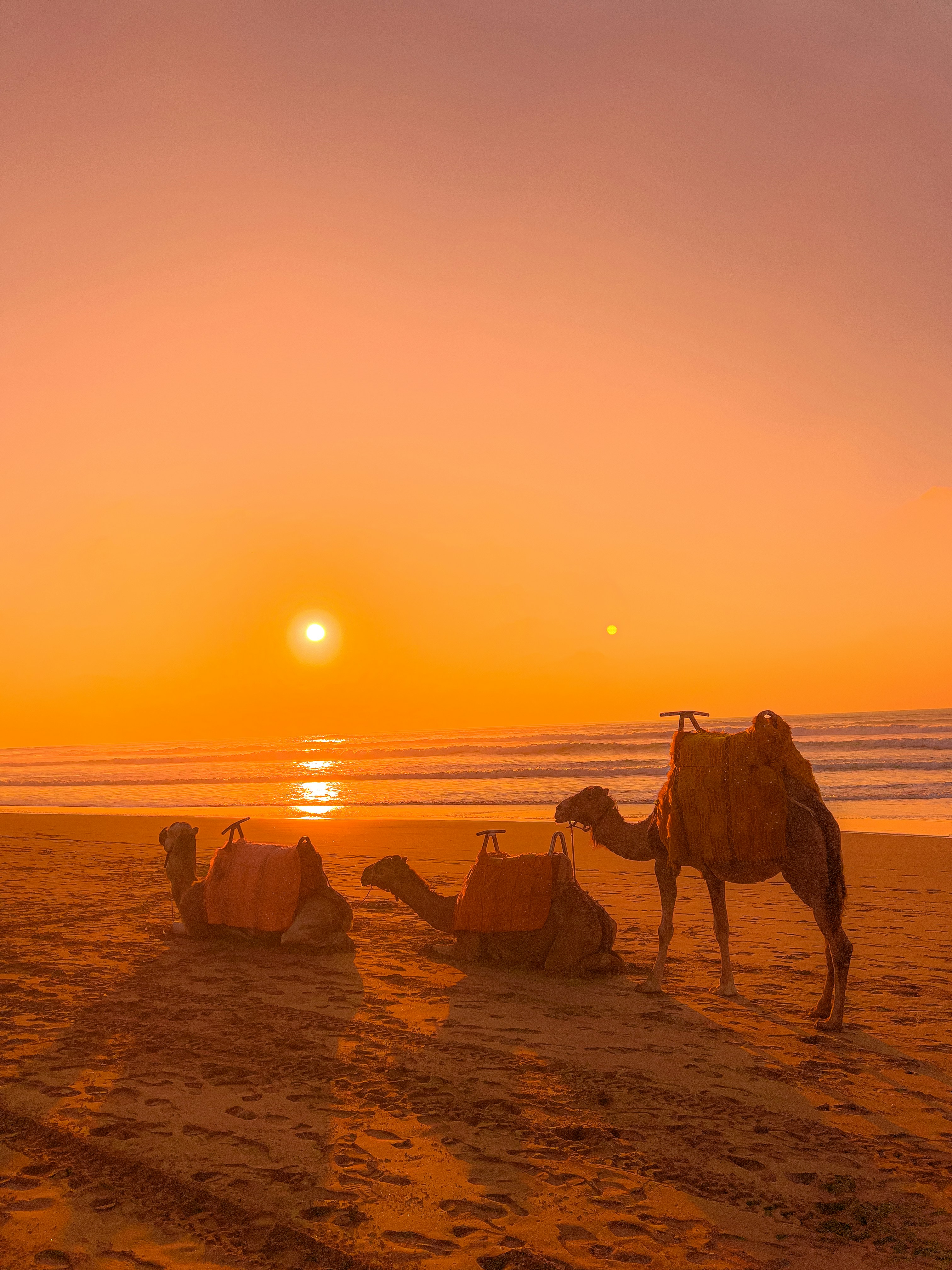 Dromedaries at Dusk: A Quiet Caravan on a Sunlit Seashore