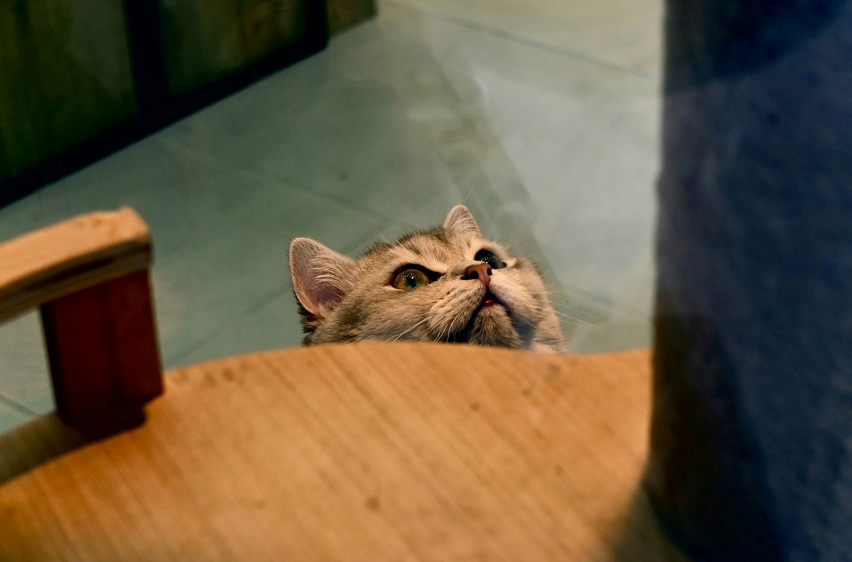 A cat looking up from behind a wooden chair photo – Free Cat Image on ...