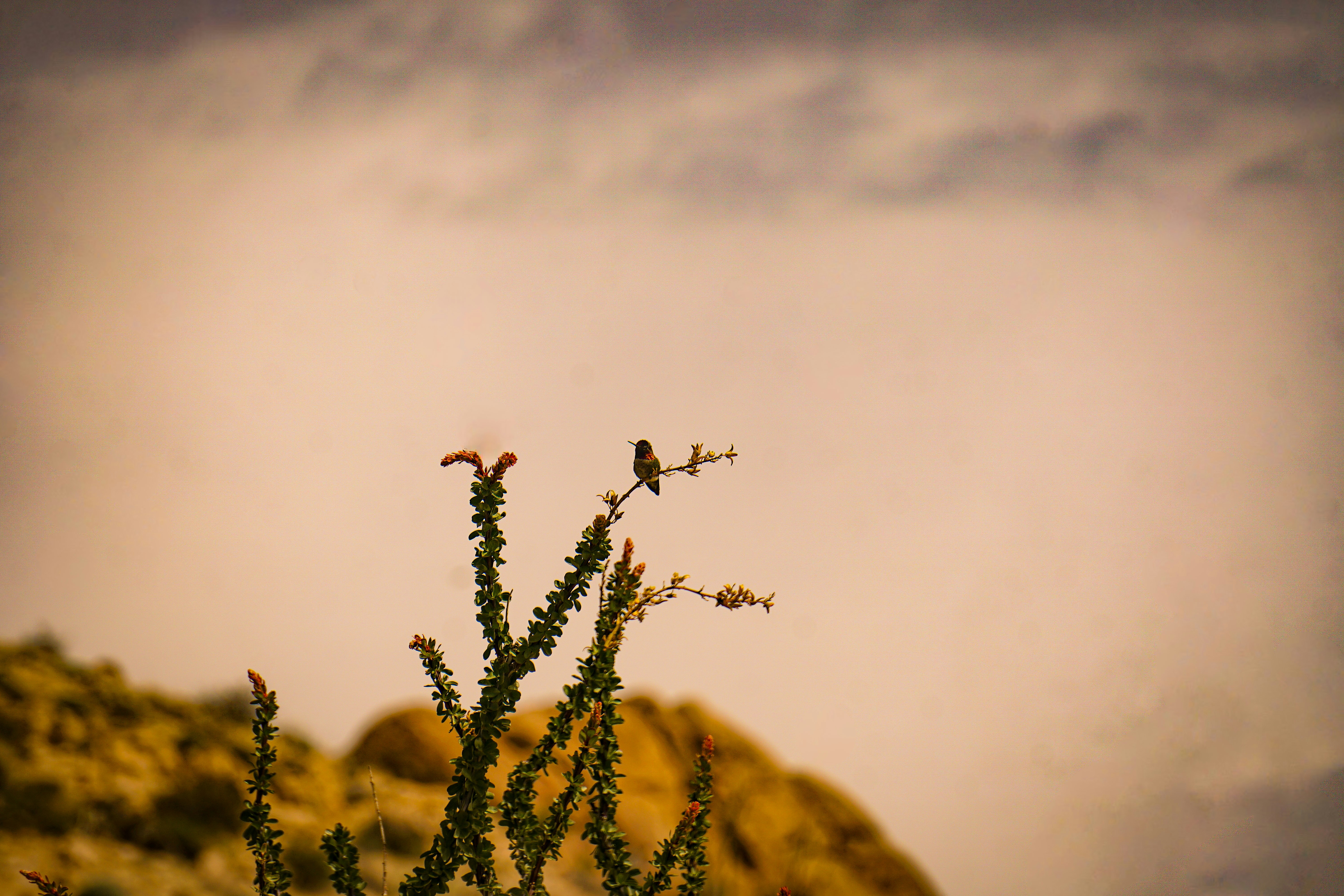 A small bird perched on a slender branch, surrounded by a blurred landscape of earthy tones and soft clouds.