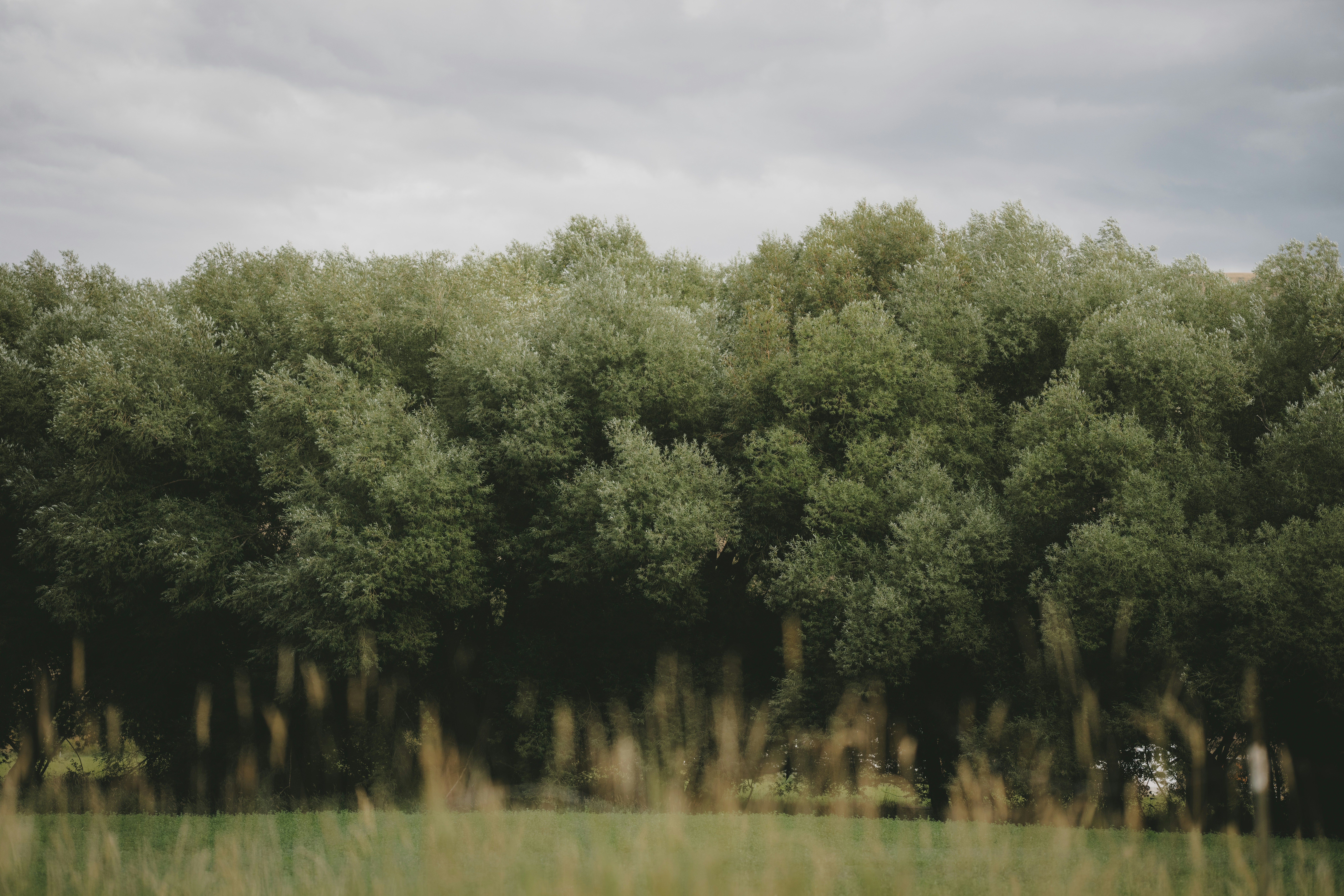 a group of trees that are next to each other