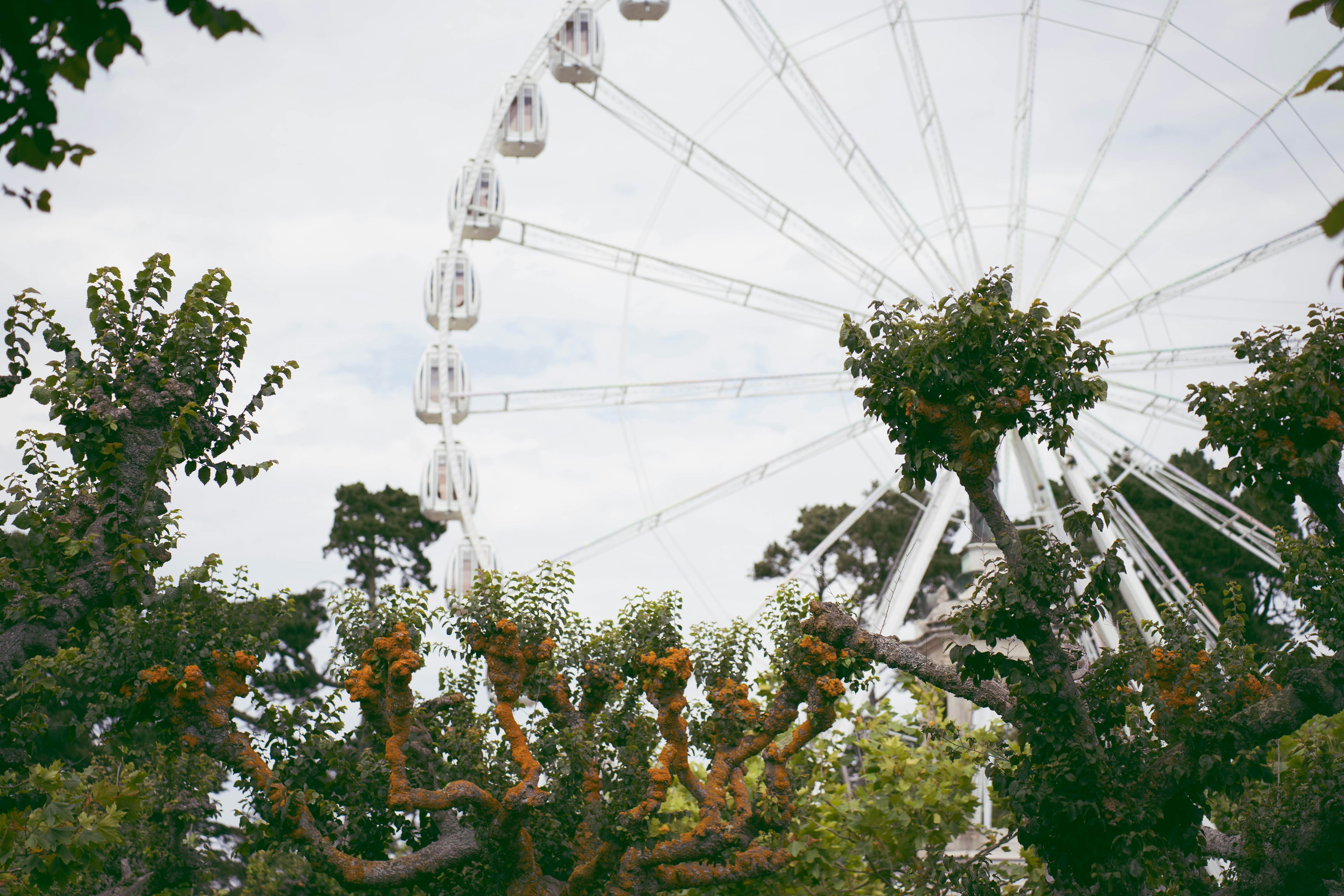 LOVE in the Park: Pruned Trees Framing a Ferris Wheel Backdrop