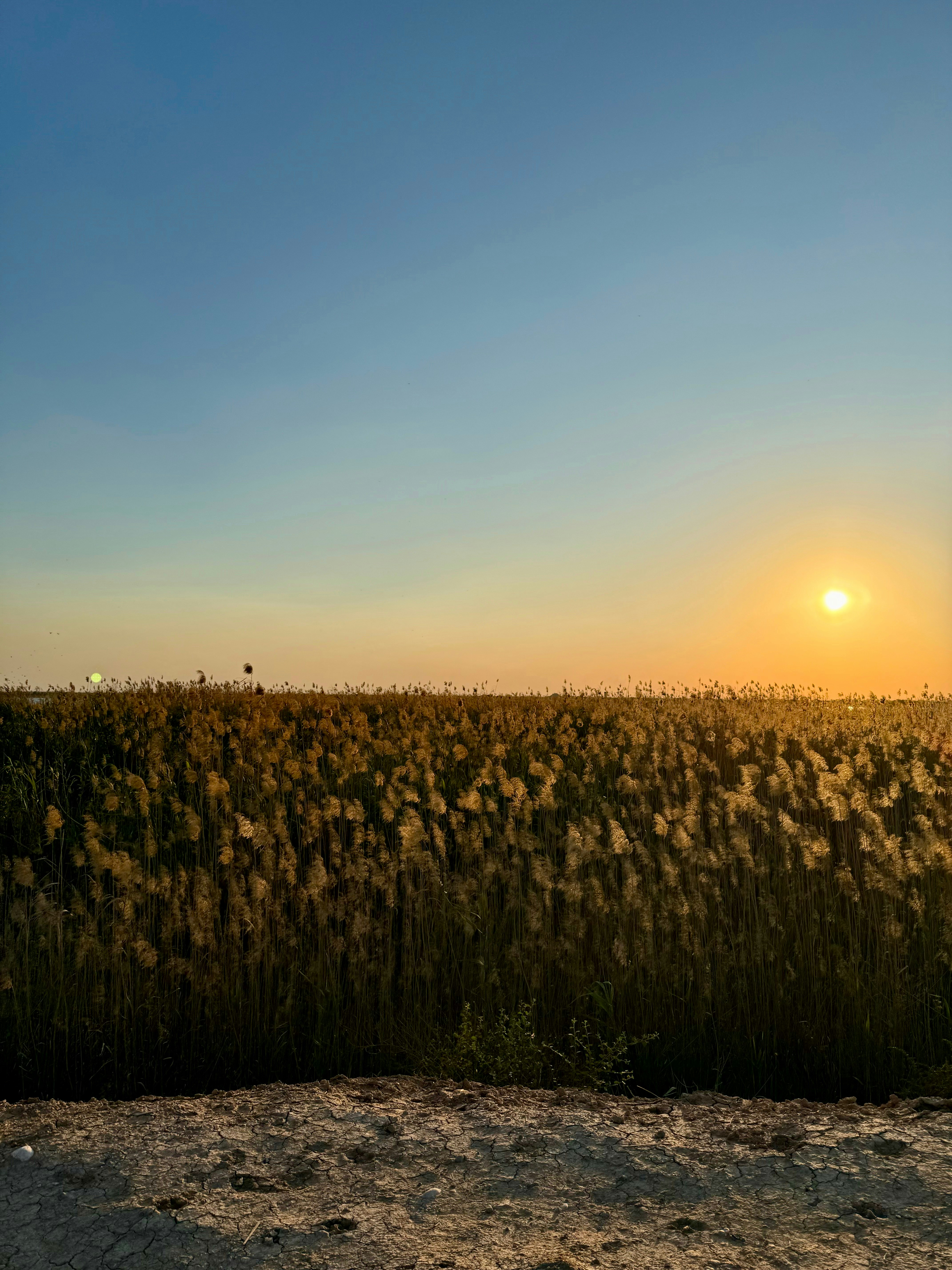 Golden Sunrise Over Serene Marshland