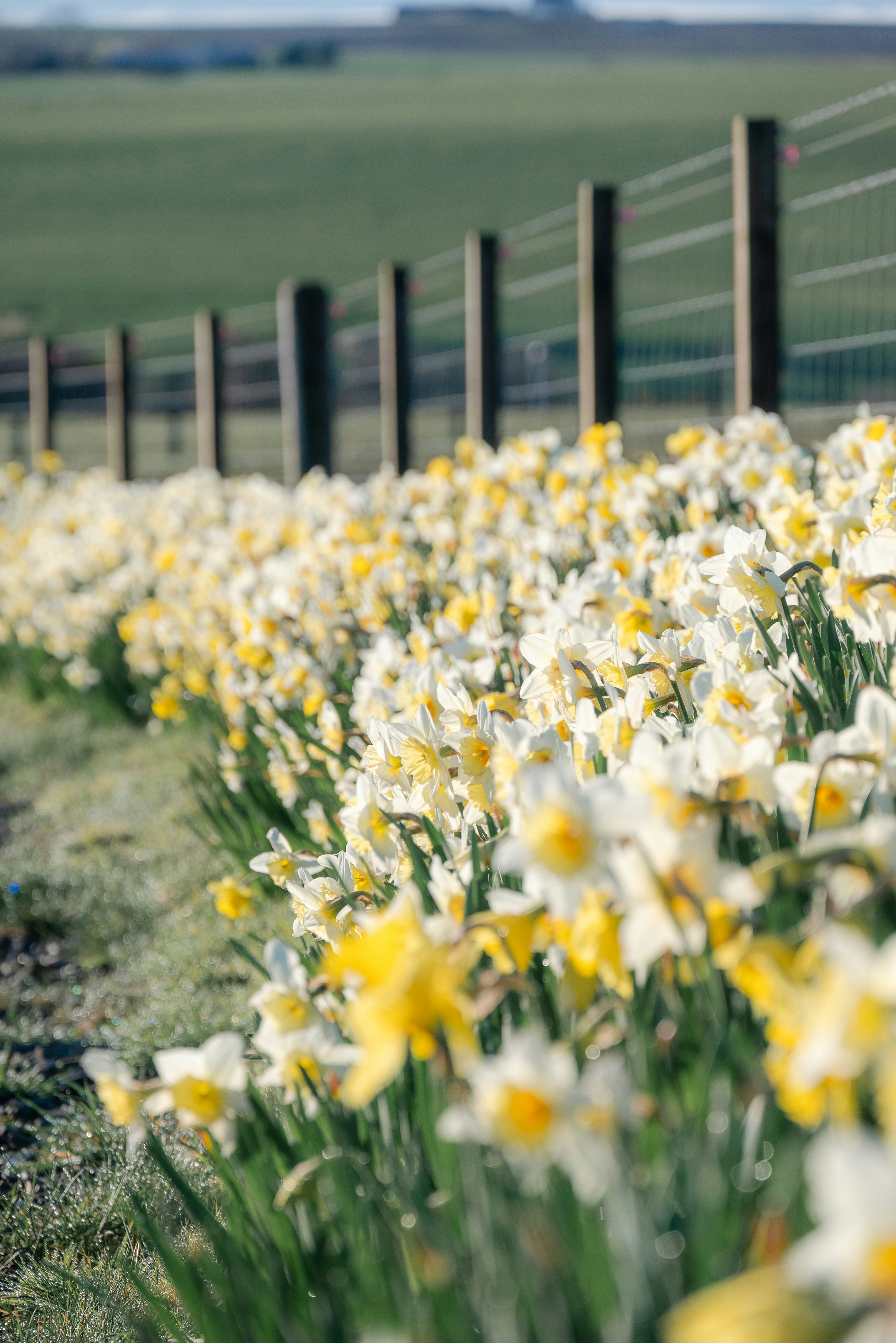 Sunlit Daffodil Corridor Along a Quiet Fence