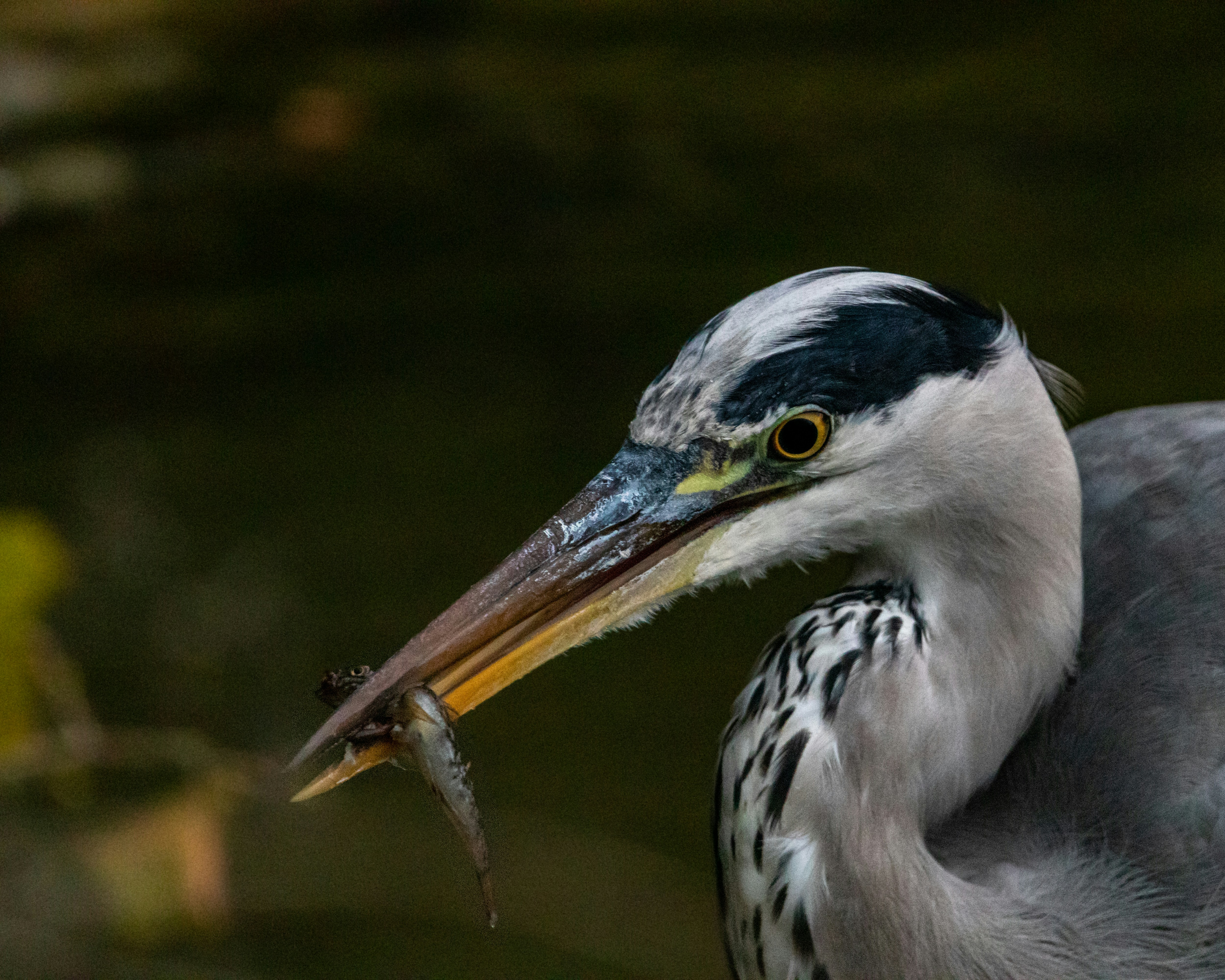 Heron with a fish in its beak against a blurred nature background.