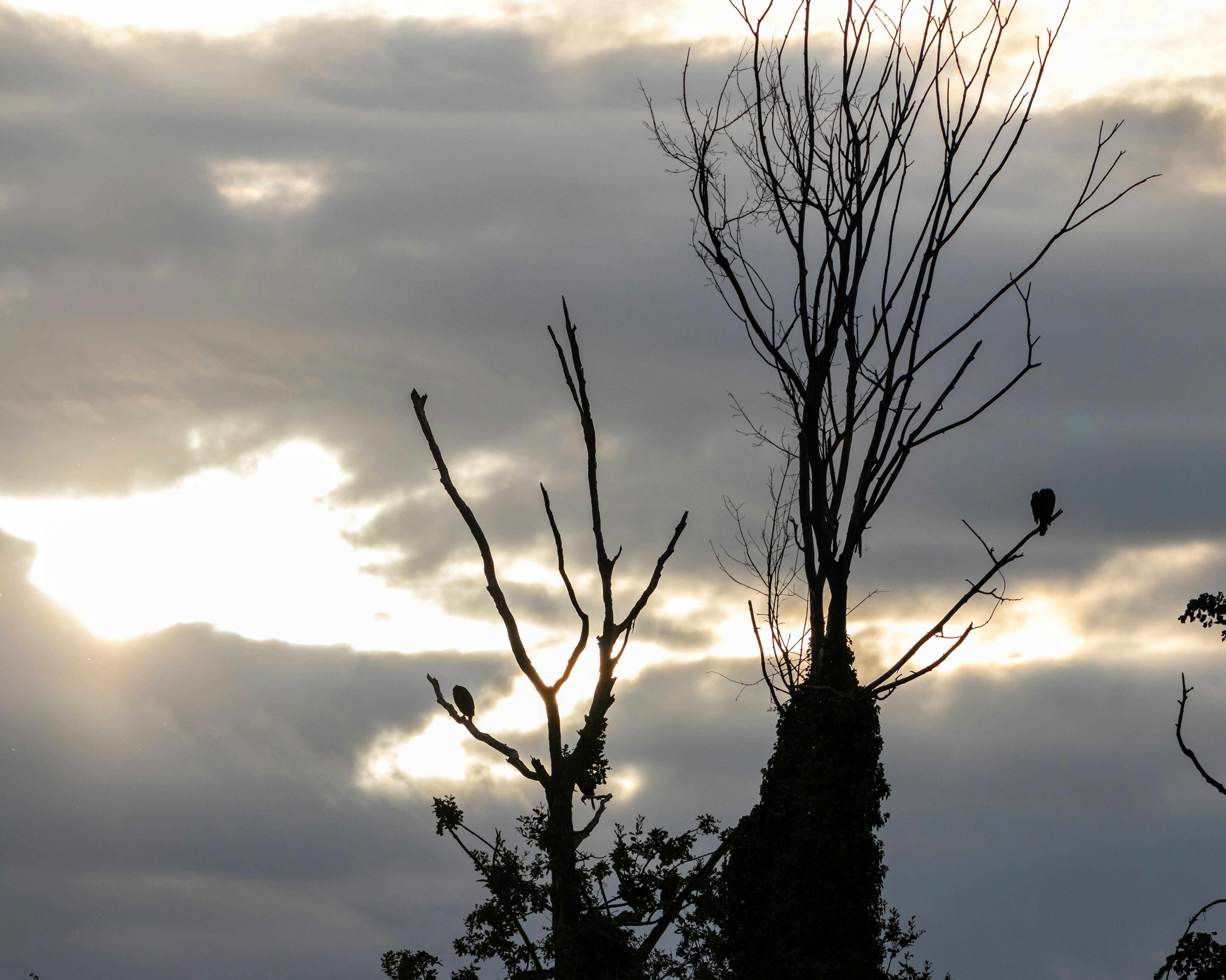 Skeletal trees carve a path through moody skies at dusk