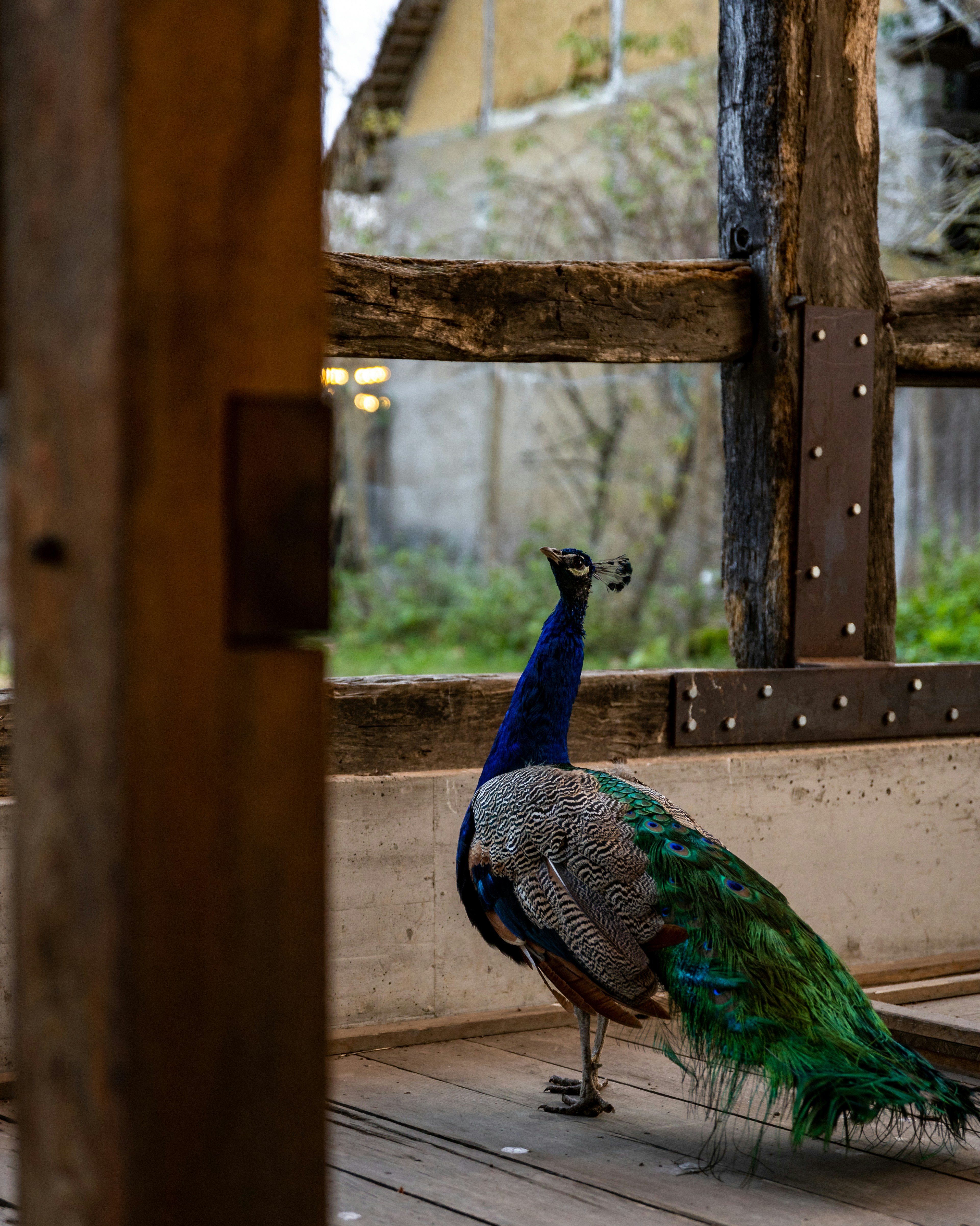 Peacock at the Gate: Jewel-Toned Strut in a Weathered Enclosure