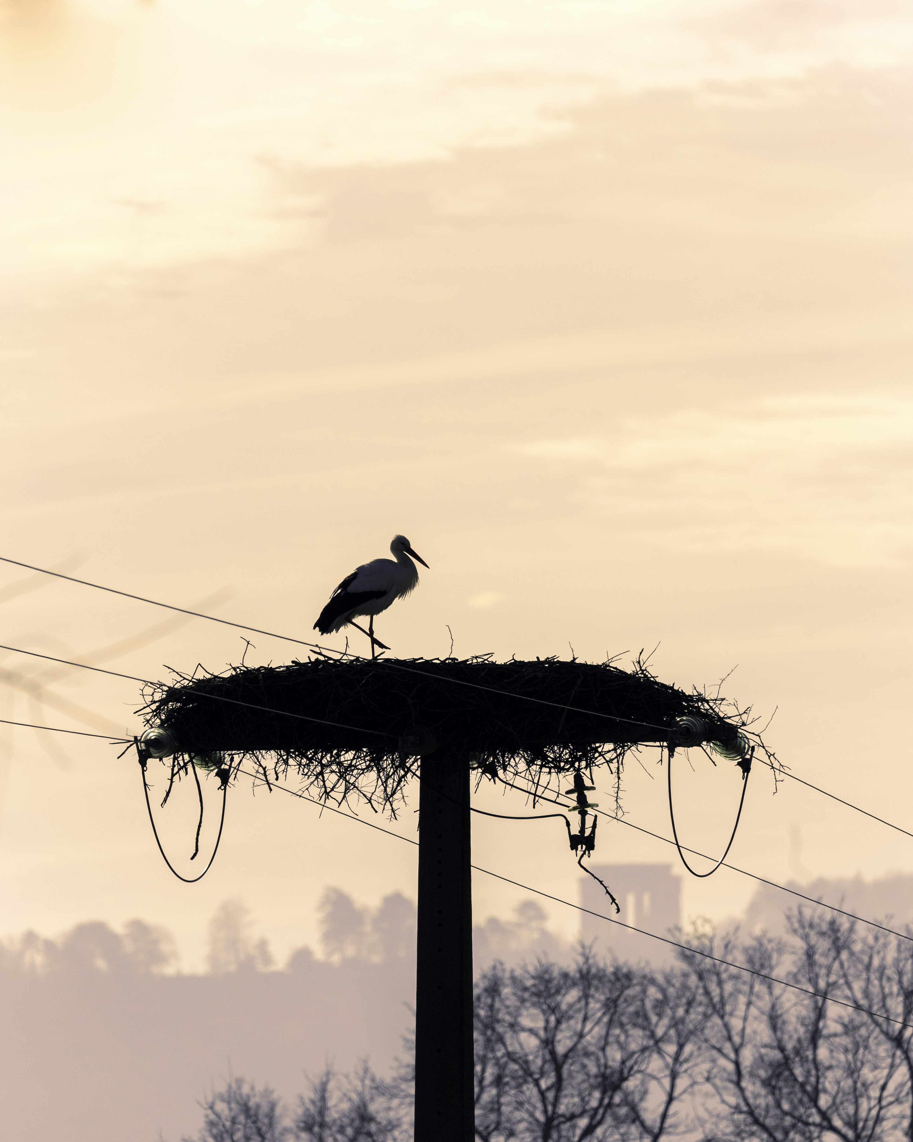 Dusk Sentinel: Stork on a Nest Above a Quiet Power Pole