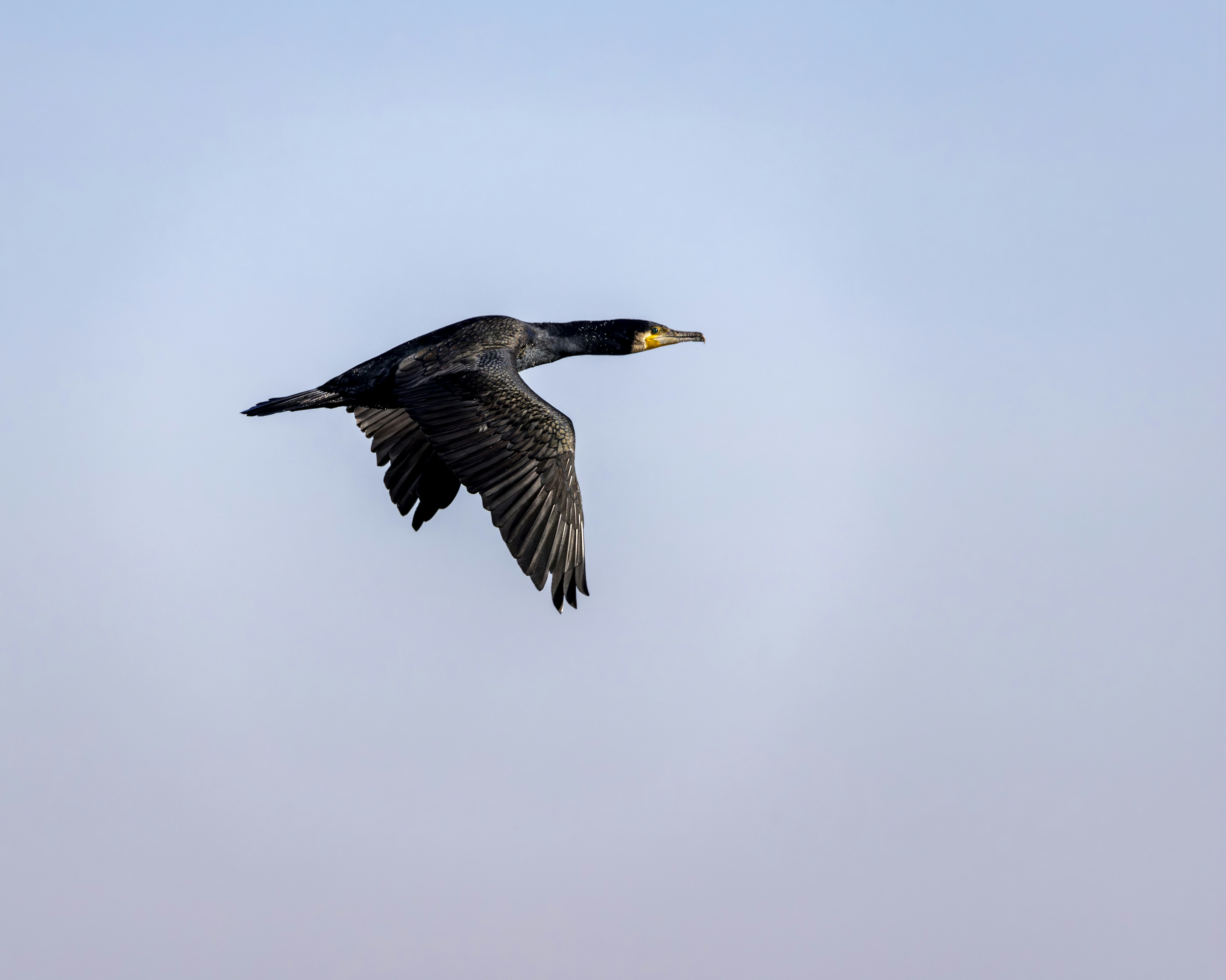 Cormorant gliding across a soft blue sky, wings fully spread in mid-flight. The clean composition highlights wing form and negative space.