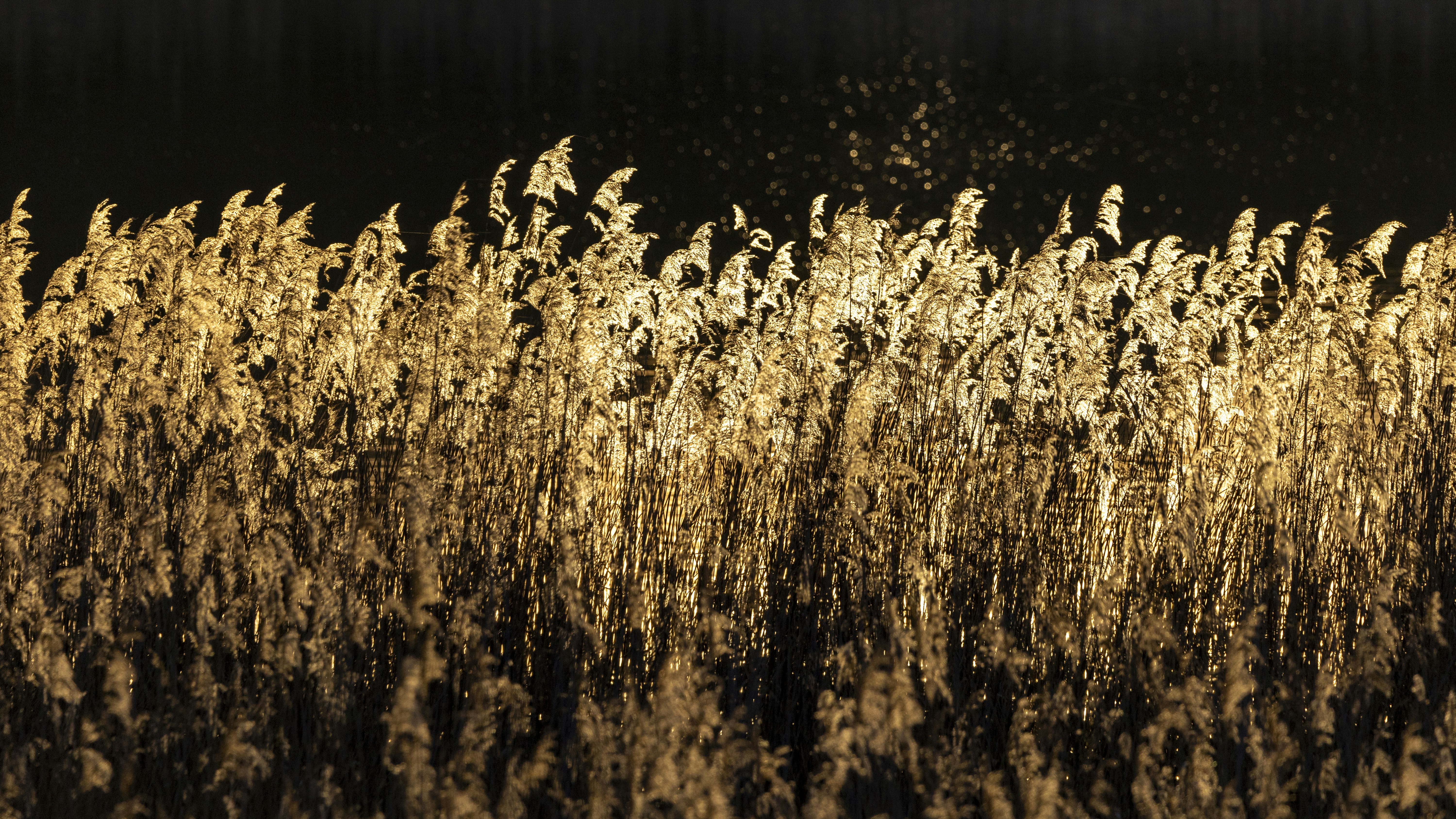 Amber Reeds at Dusk: Quiet Light Along a Dark Shore
